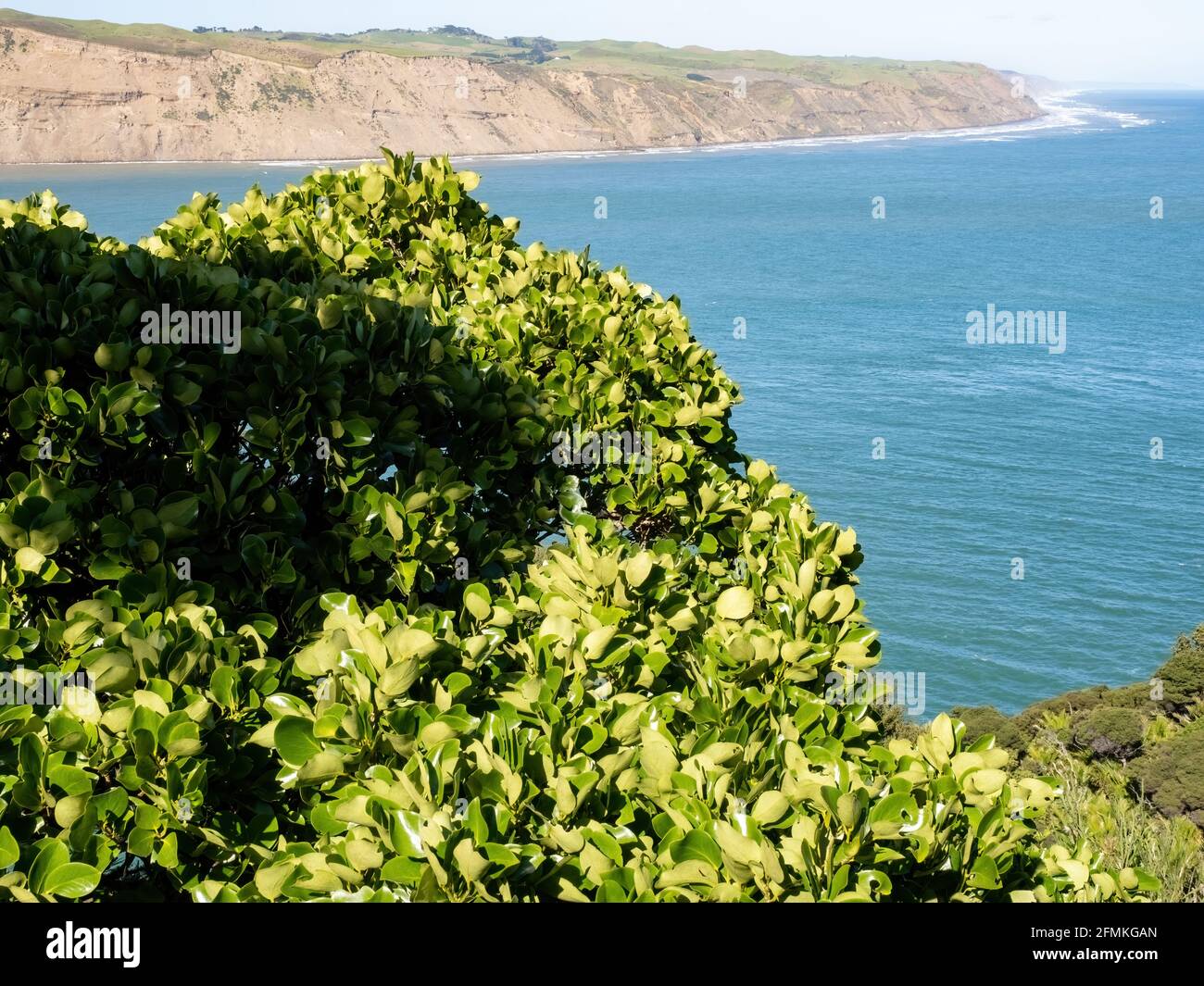 Kapuka tree (New Zealand broadleaf Stock Photo - Alamy