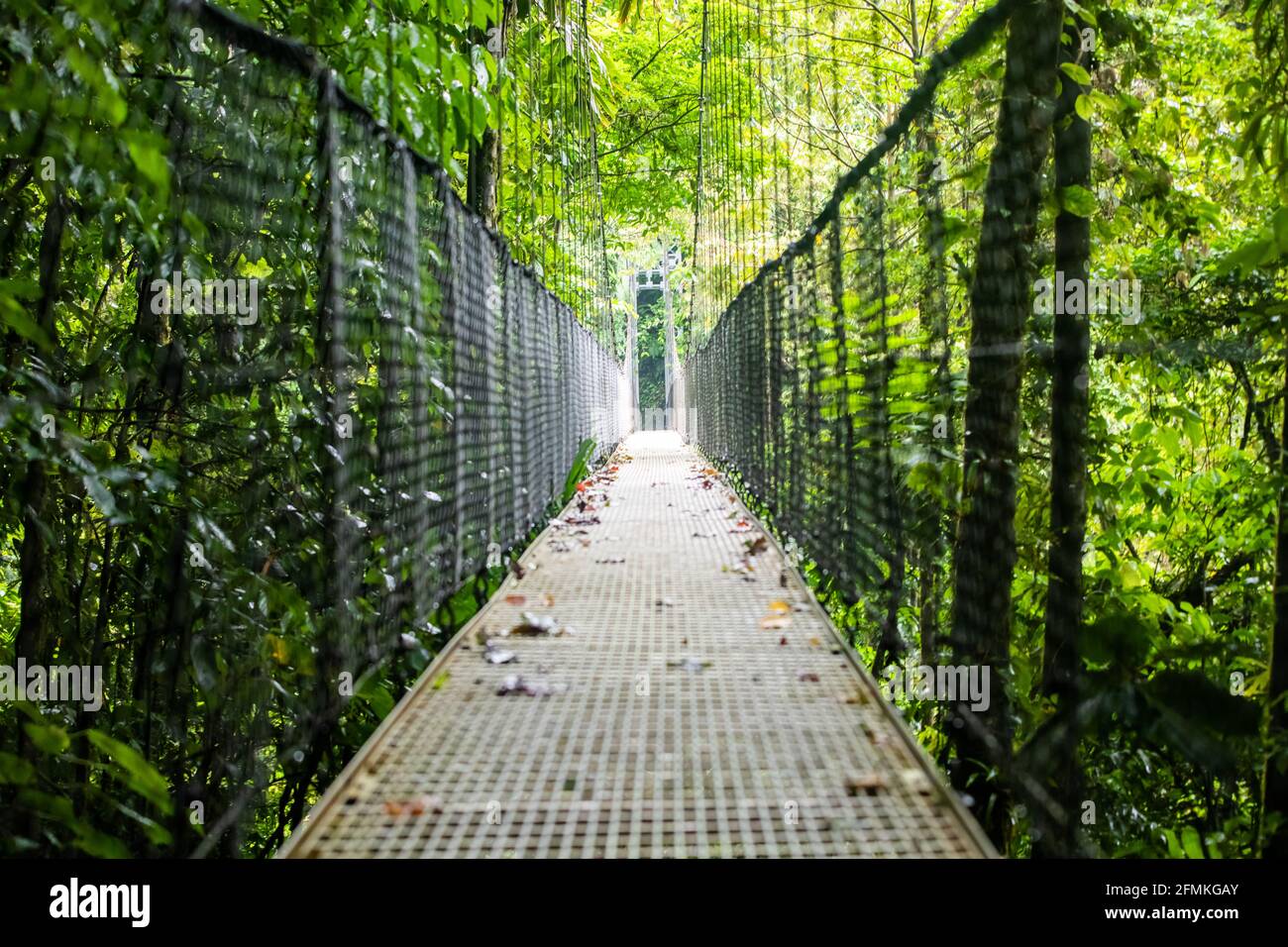 View of the hanging bridges in "Mistico Arenal Puentes Colgantes" park ...