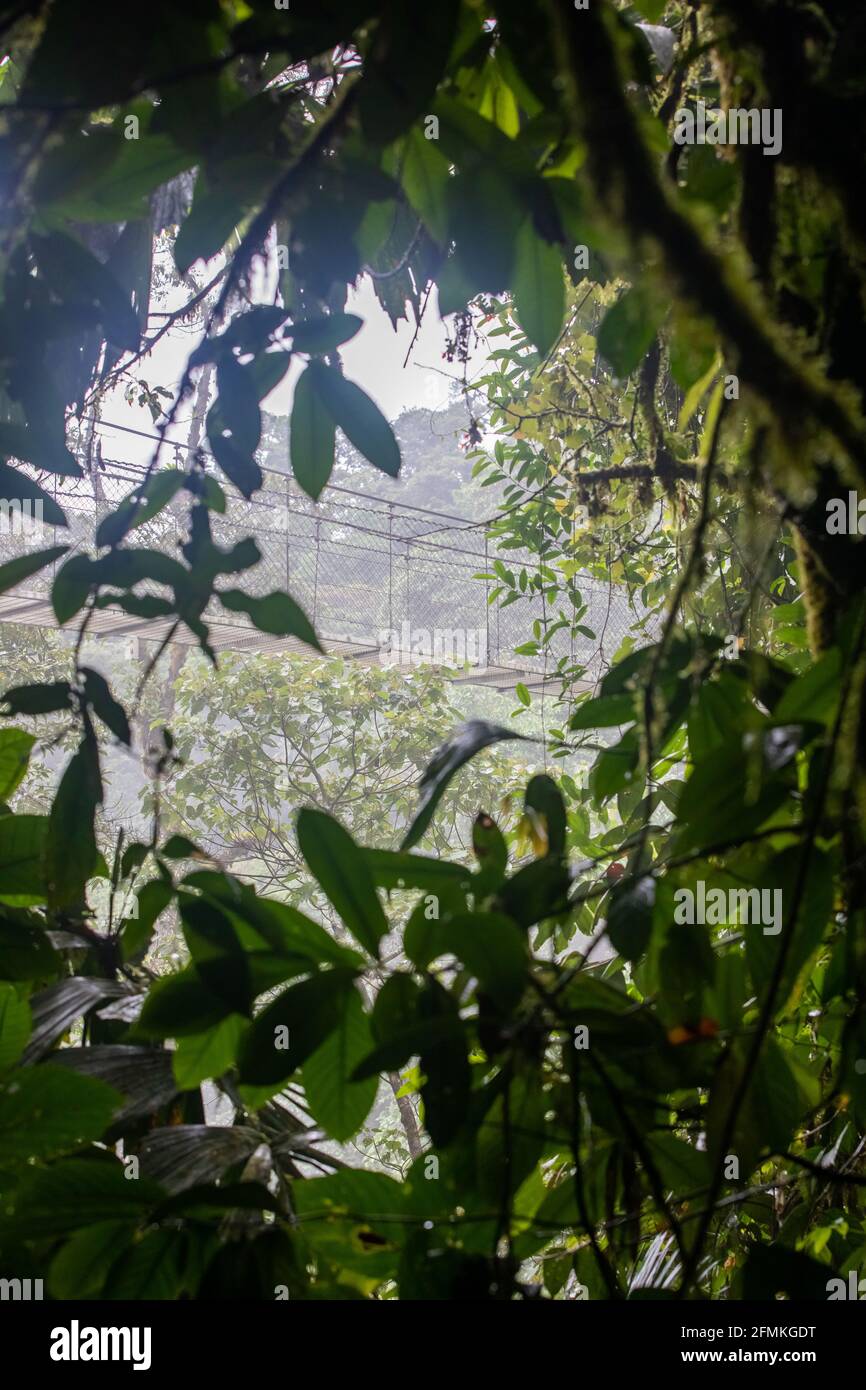 View of the hanging bridges in "Mistico Arenal Puentes Colgantes" park ...