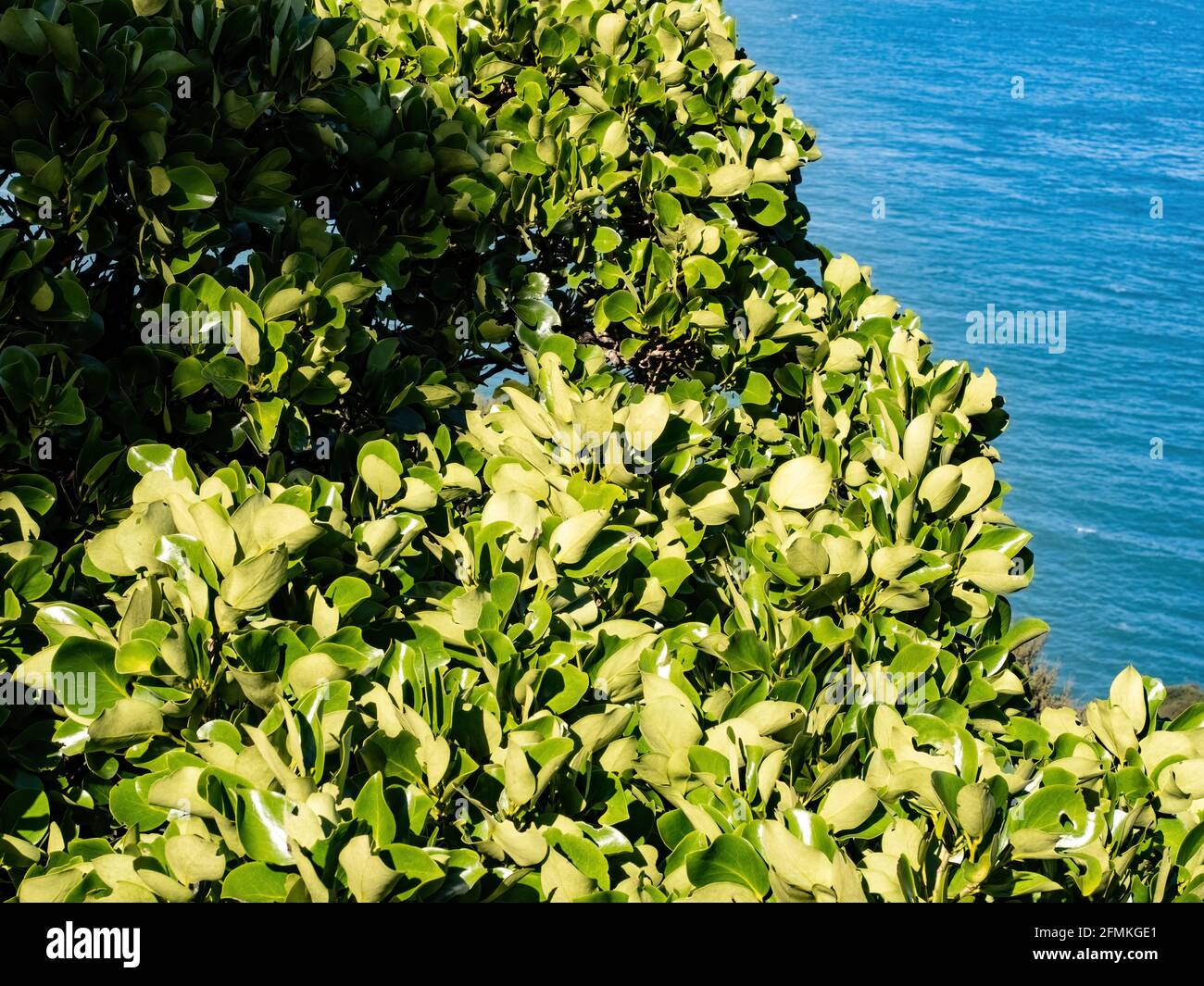 Kapuka tree (New Zealand broadleaf Stock Photo - Alamy