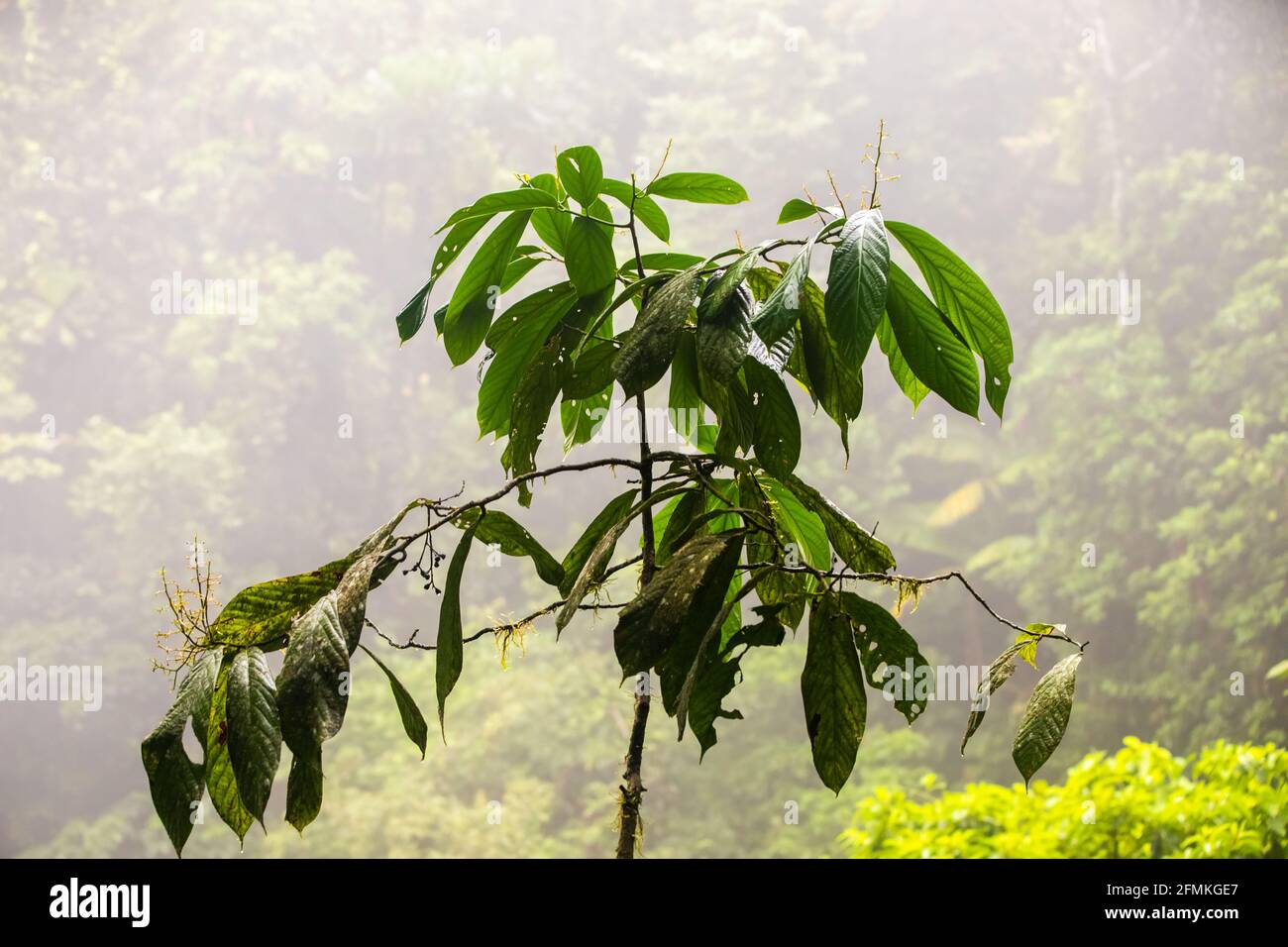 View of the hanging bridges in "Mistico Arenal Puentes Colgantes" park ...