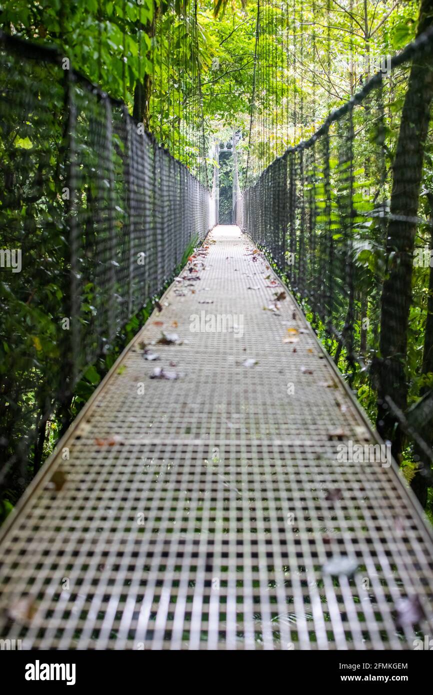 View of the hanging bridges in "Mistico Arenal Puentes Colgantes" park ...