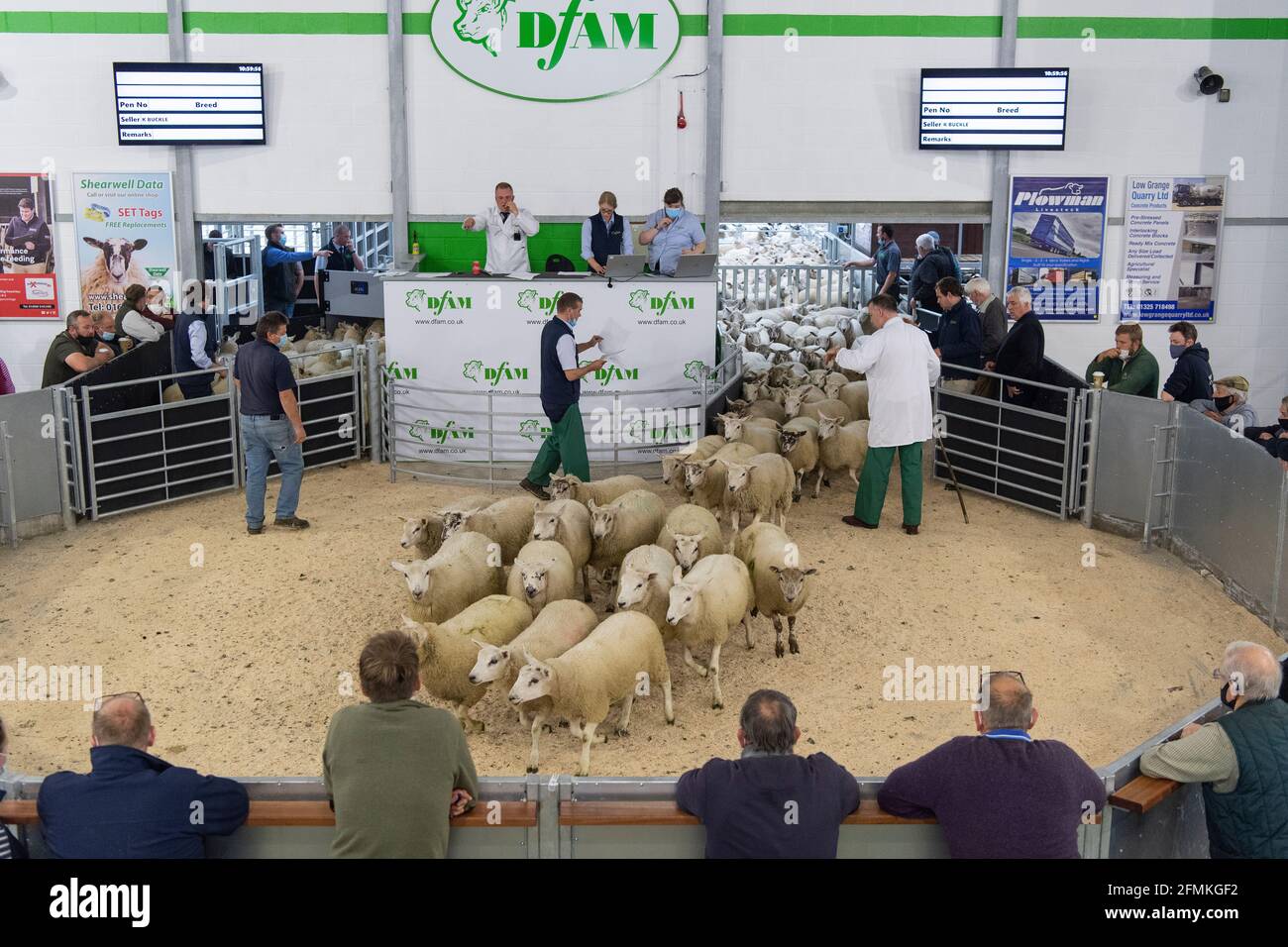Selling sheep at a livestock auction mart during the Covid-19 pandemic ...