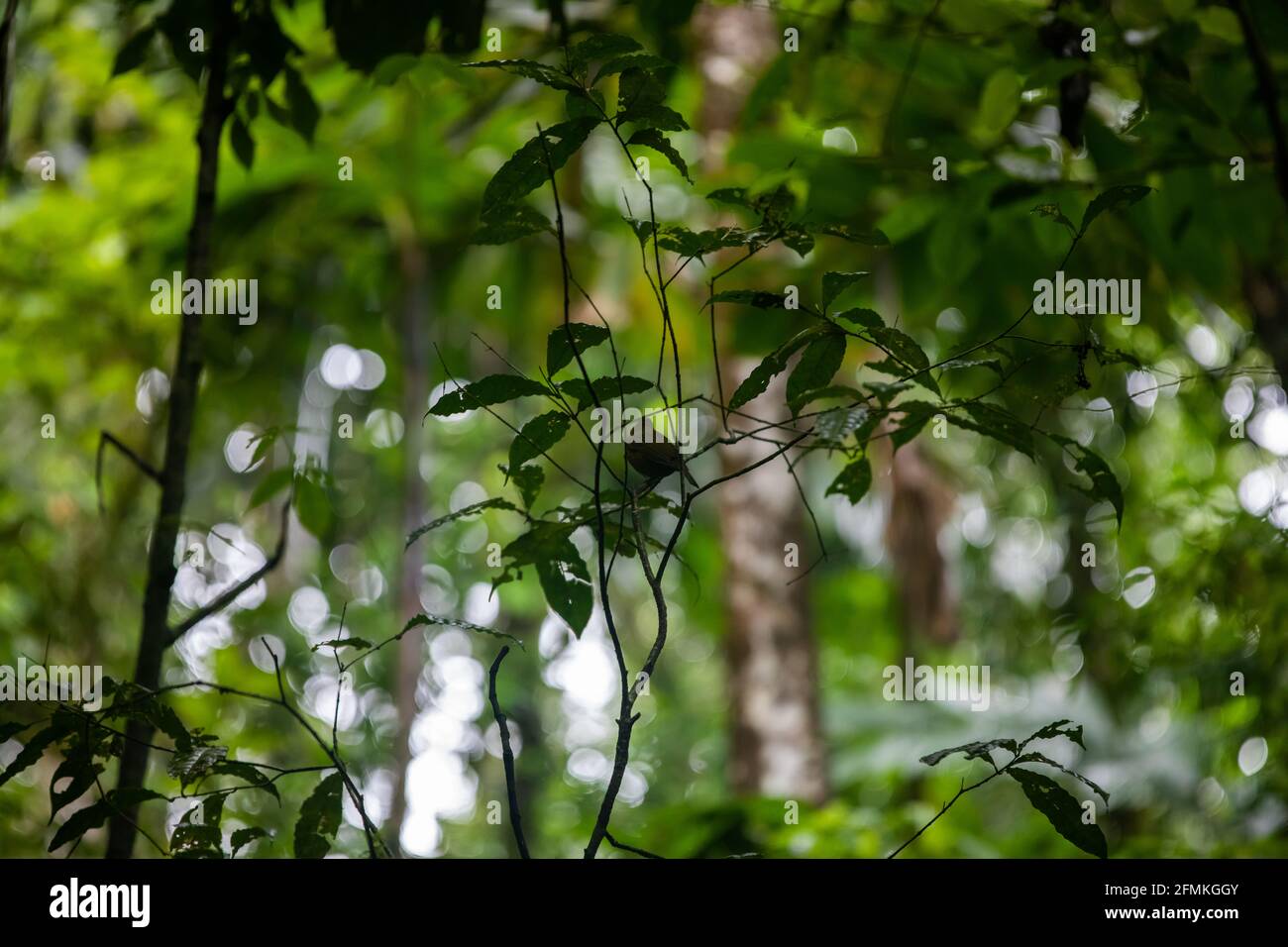 Arenal volcano and arenal cloud forest in the mist in Arenal region ...