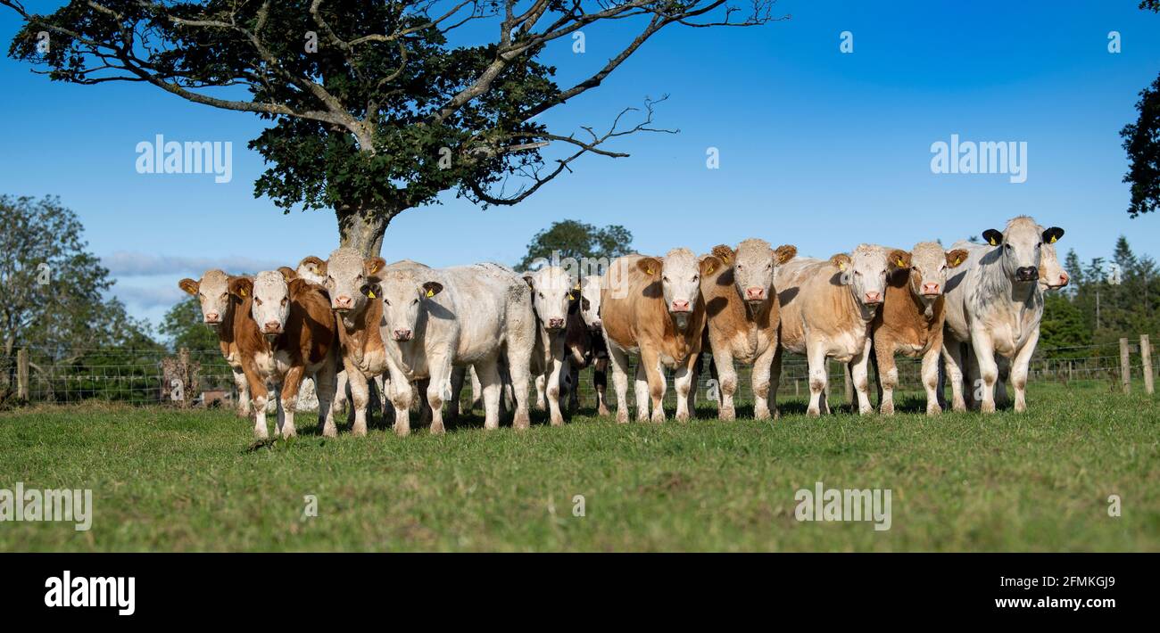 British simmental cattle hi-res stock photography and images - Alamy