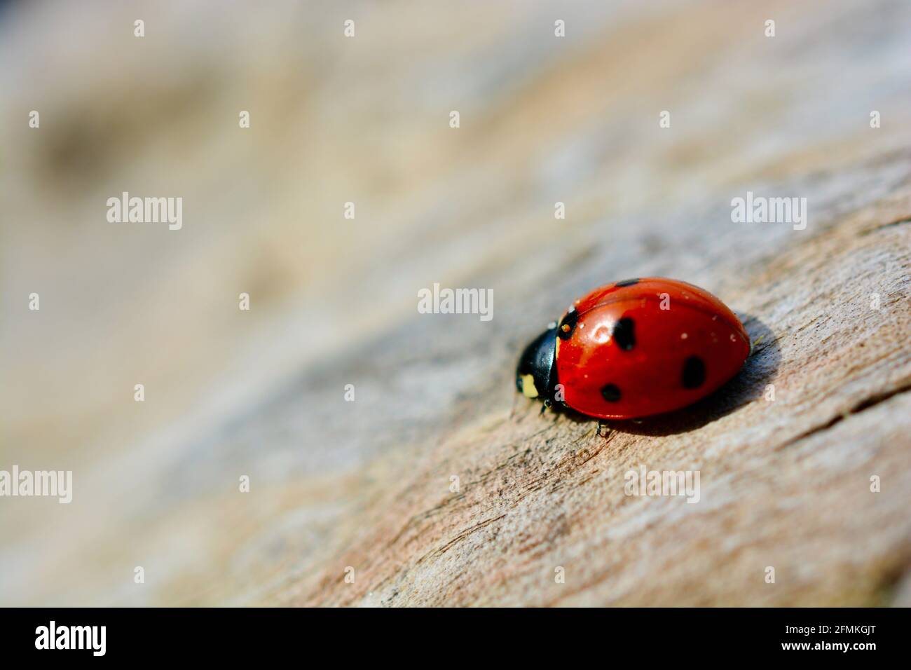 Macro photograph of a small ladybird with back spots on her red wings ...