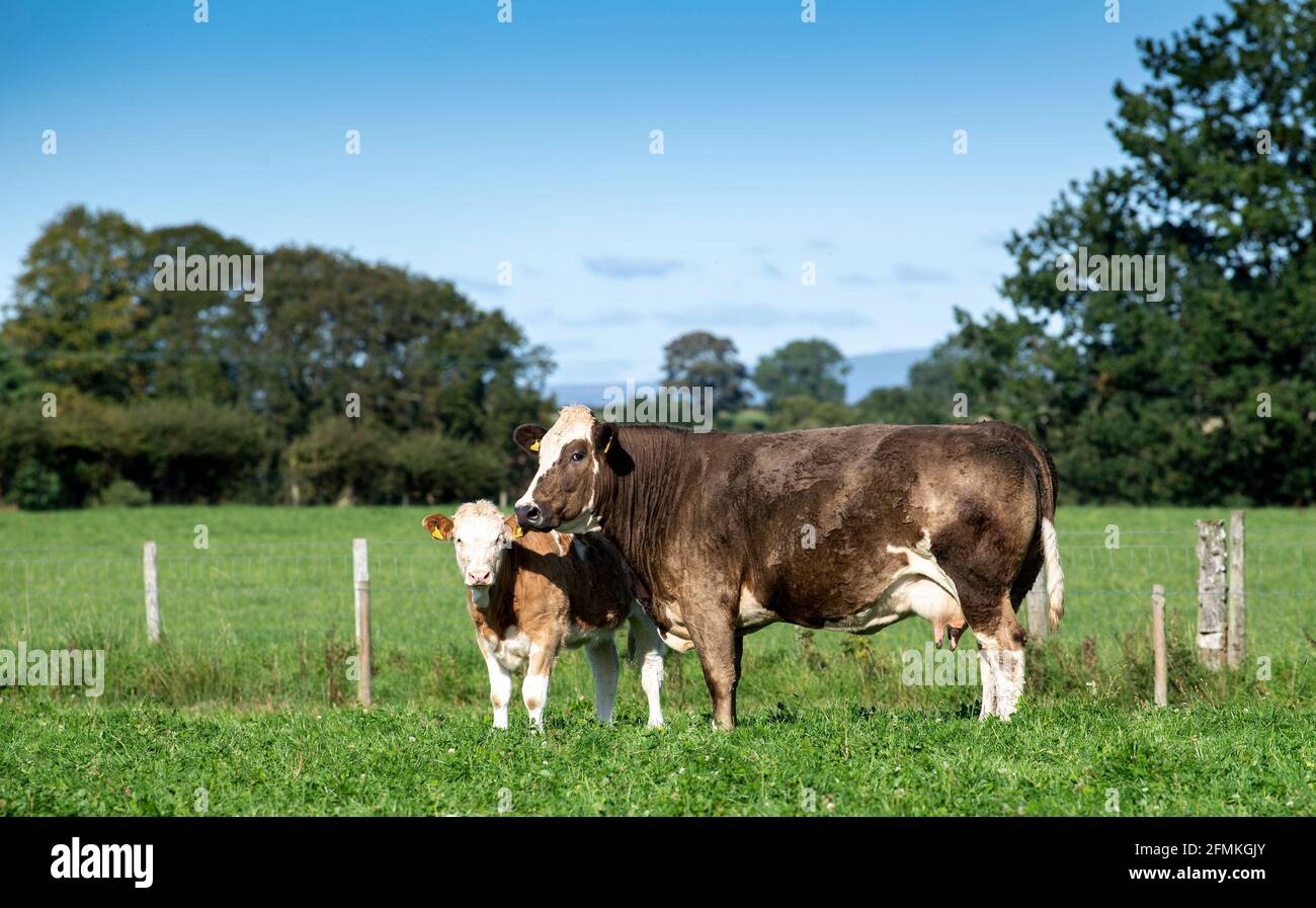 Cows and calves on clover ley hi-res stock photography and images - Alamy