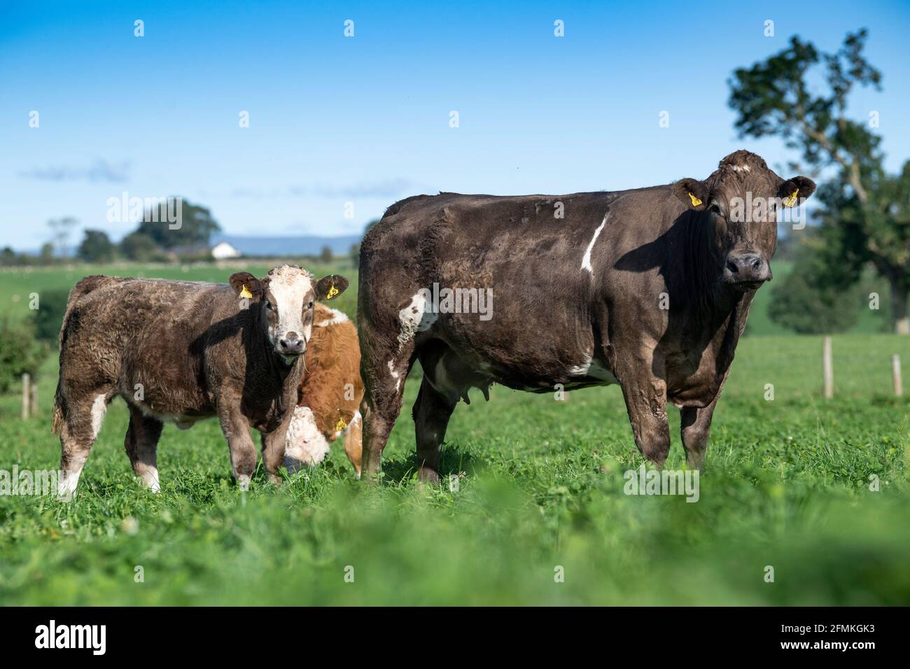 Herd of suckler beef cattle with calves grazing on lush clover pasture ...