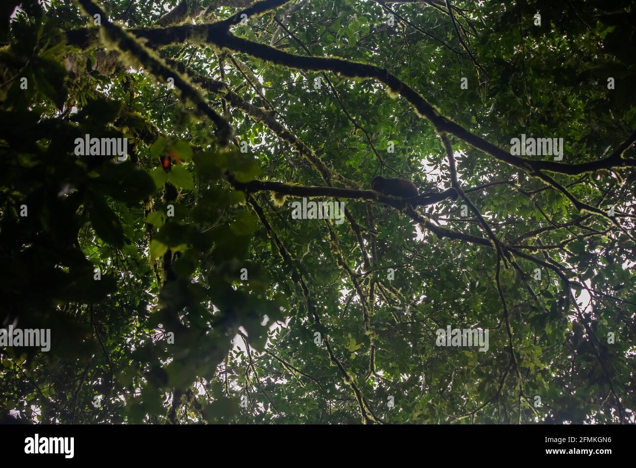 The mantled howler (Alouatta palliata), or golden-mantled howling ...
