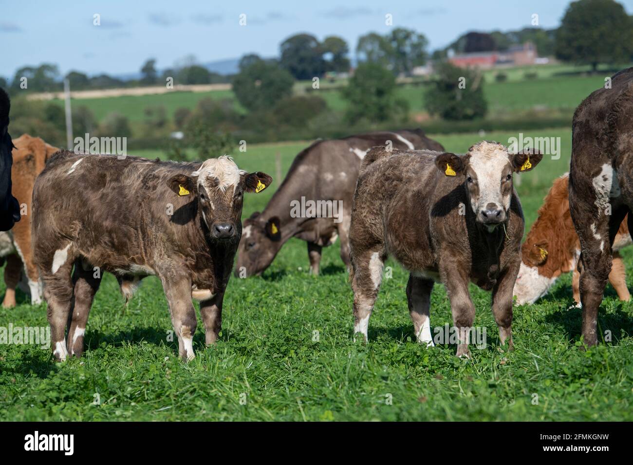 Cows and calves on clover ley hi-res stock photography and images - Alamy