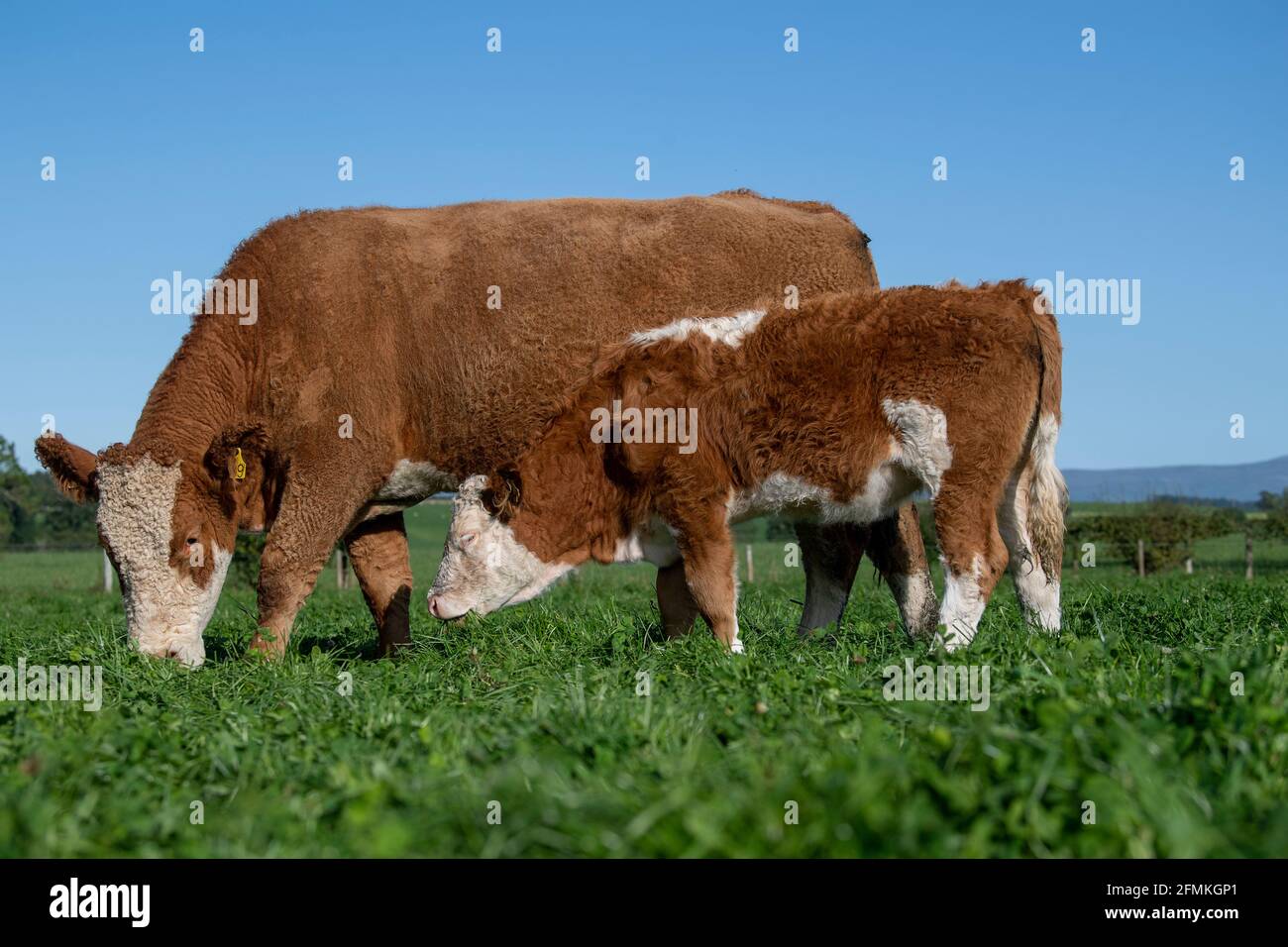 Herd of suckler beef cattle with calves grazing on lush clover pasture ...