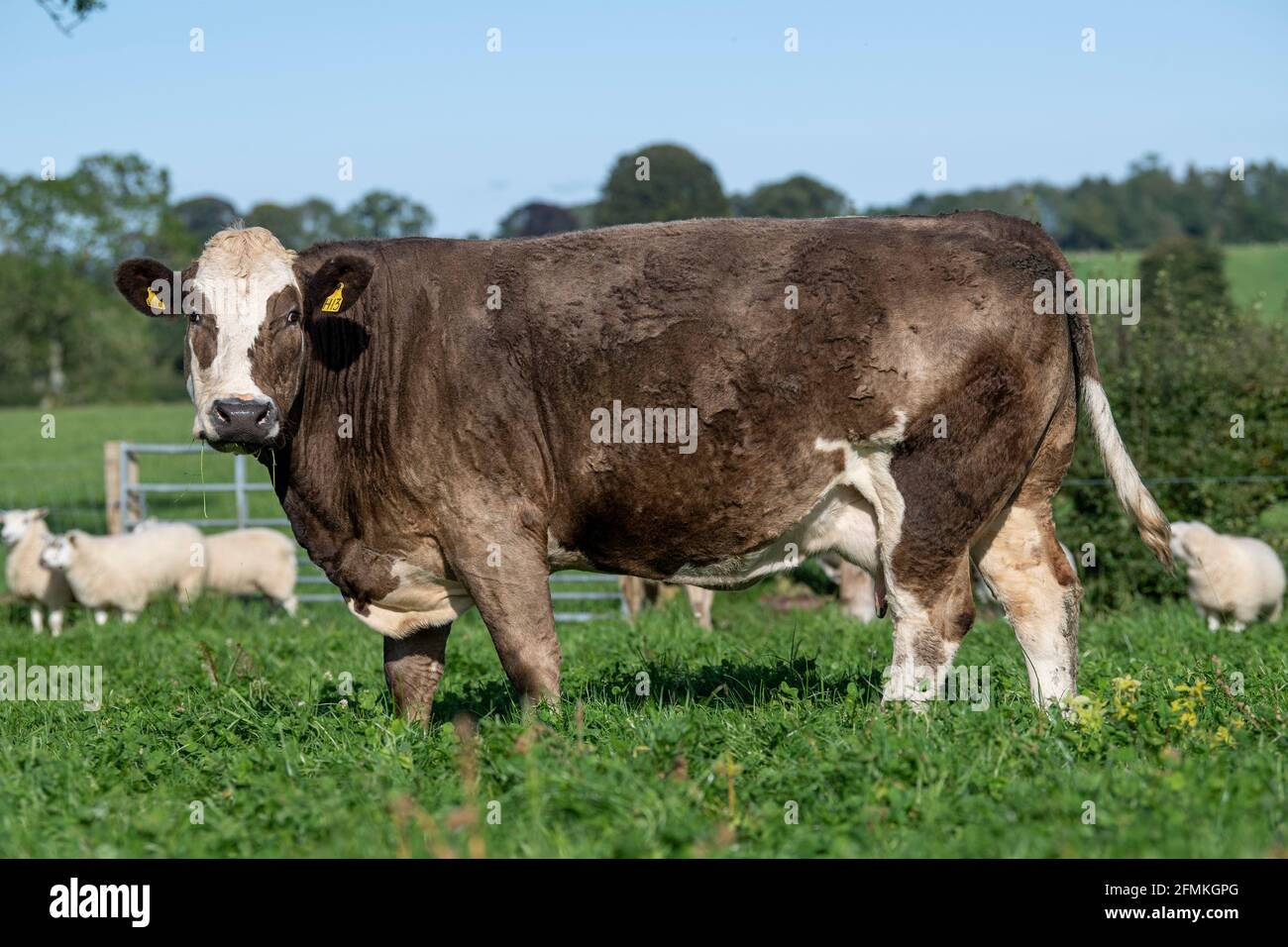 Herd of suckler beef cattle with calves grazing on lush clover pasture ...