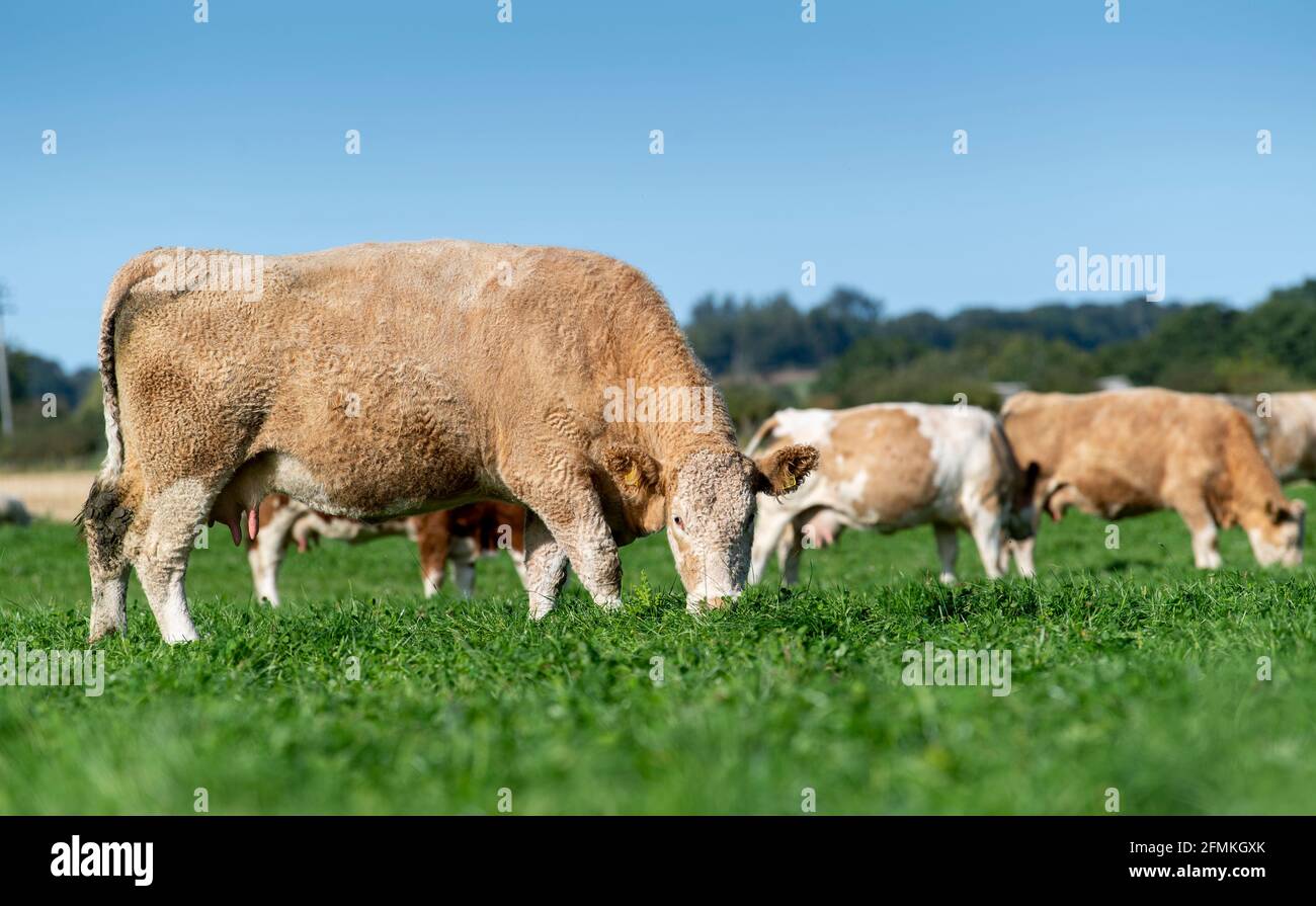 Herd of Simmental cattle grazing in a reseeded pasture, Cumbria, UK ...