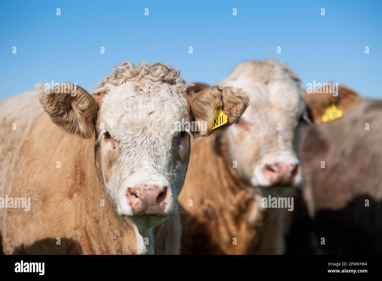 Herd of Simmental cattle grazing in a reseeded pasture, Cumbria, UK ...
