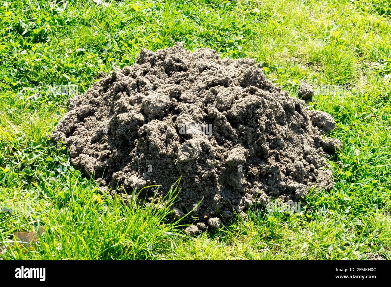 The only molehill in the middle of the lawn, grass soil Stock Photo - Alamy