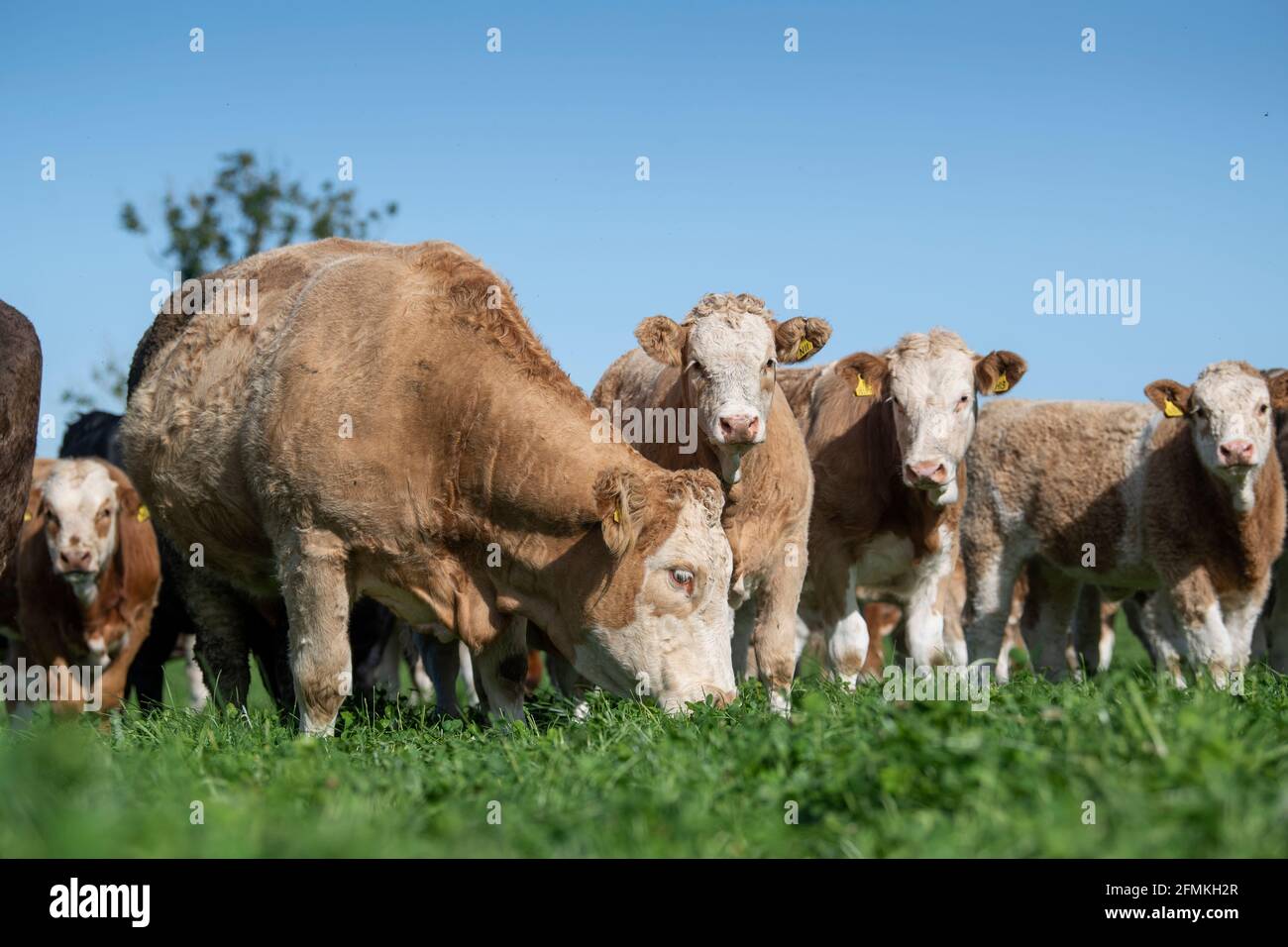 Simmental cattle hi-res stock photography and images - Alamy