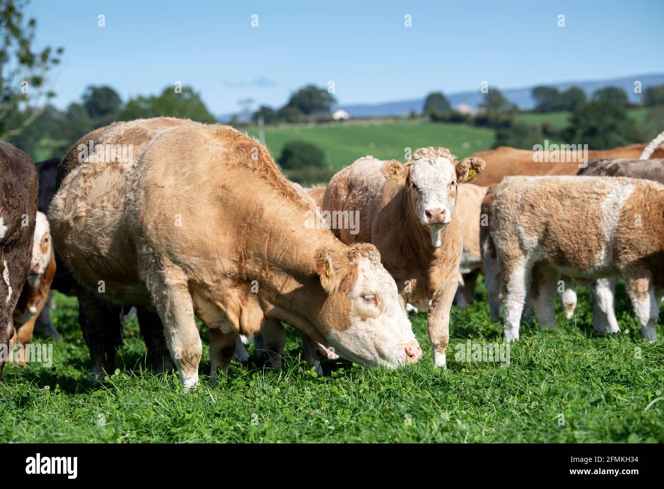 Herd of Simmental cattle grazing in a reseeded pasture, Cumbria, UK ...