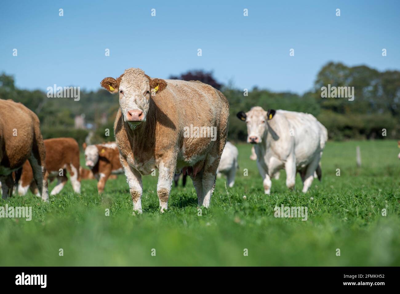 Dual purpose breed of cattle hi-res stock photography and images - Alamy