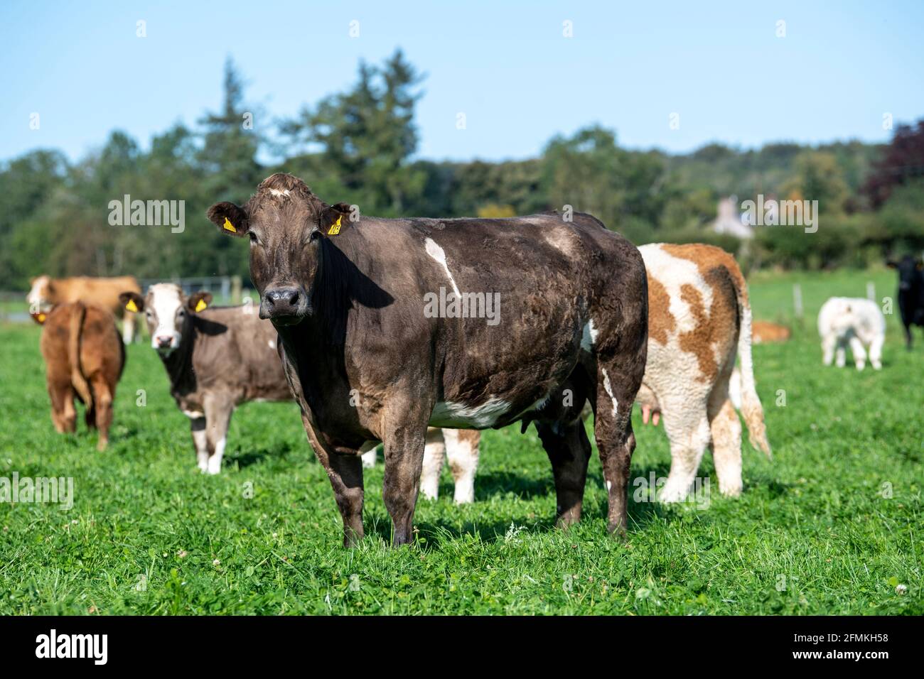 Dual purpose breed of cattle hi-res stock photography and images - Alamy