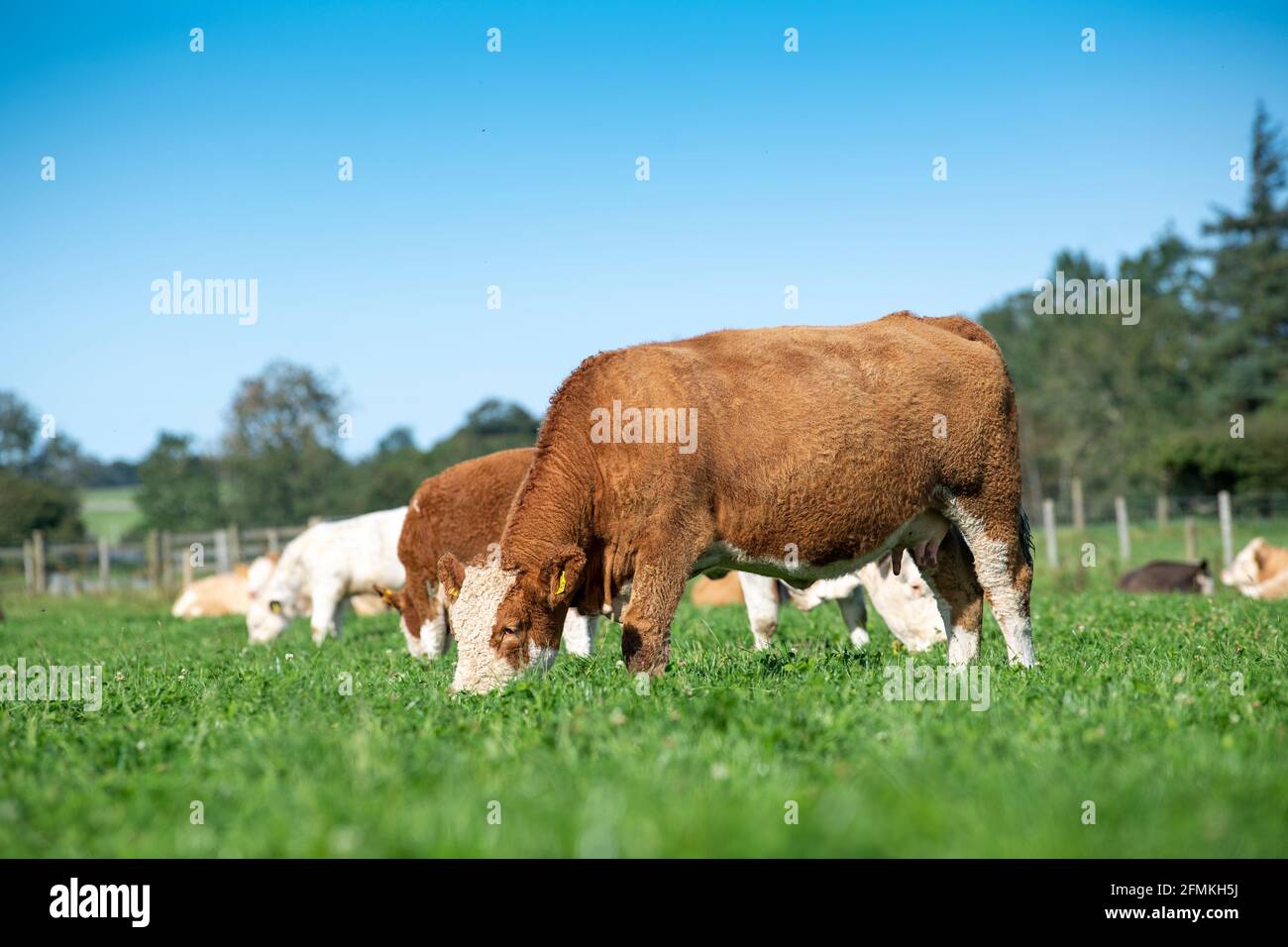 Dual purpose breed of cattle hi-res stock photography and images - Alamy