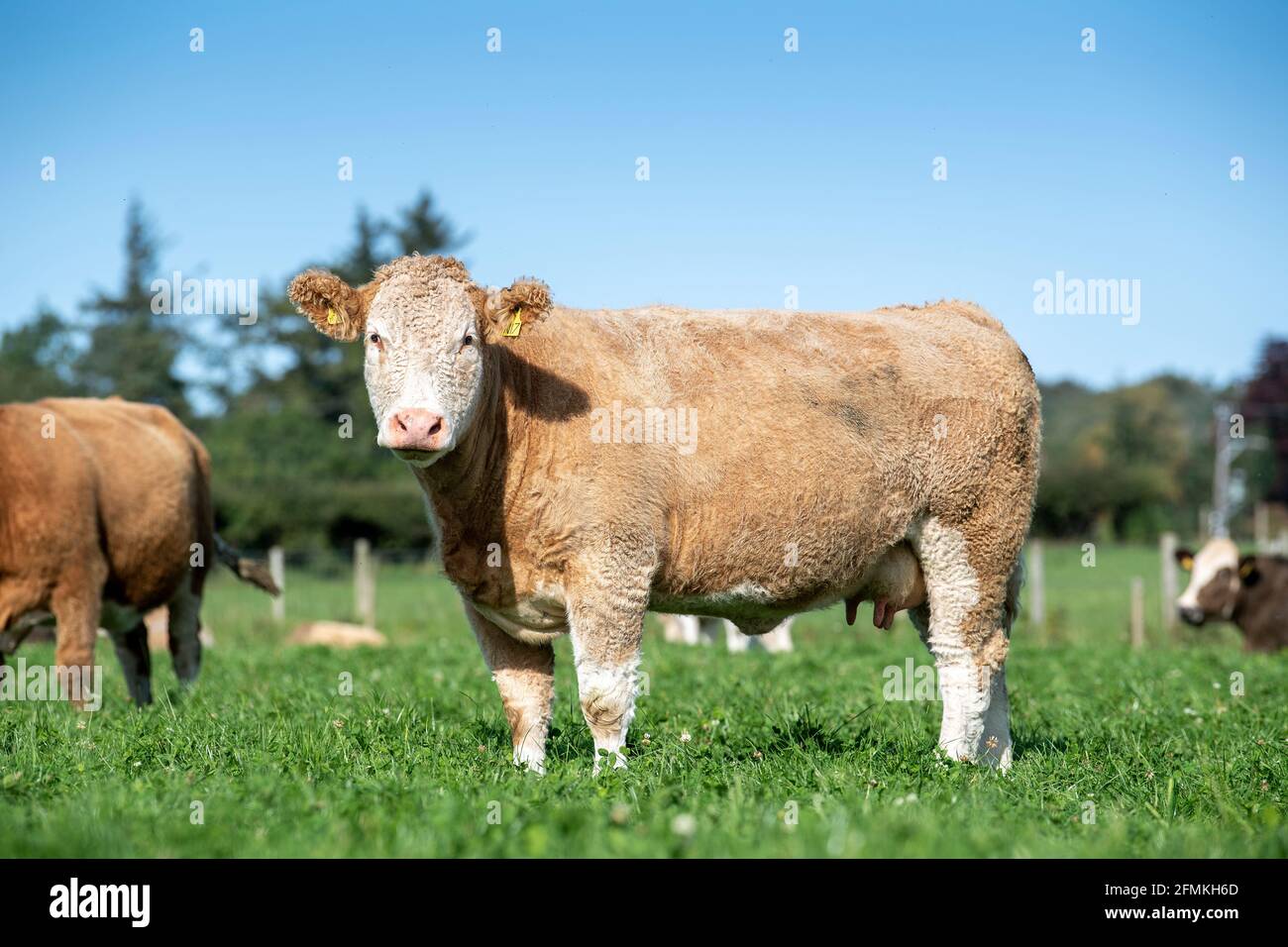 Dual purpose breed of cattle hi-res stock photography and images - Alamy