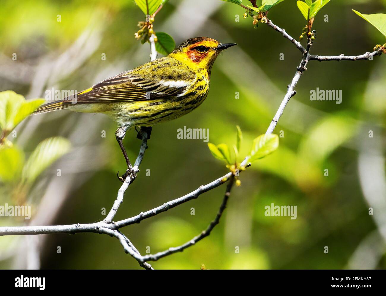 Cape May warbler during spring migration Stock Photo - Alamy