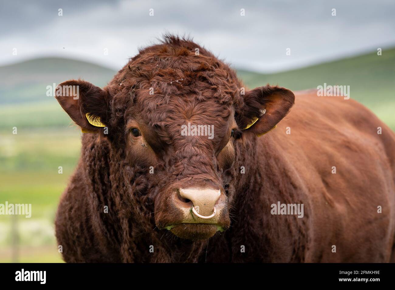 Luing bull in upland pasture, Elvanfoot, Biggar, Scotland, UK Stock ...