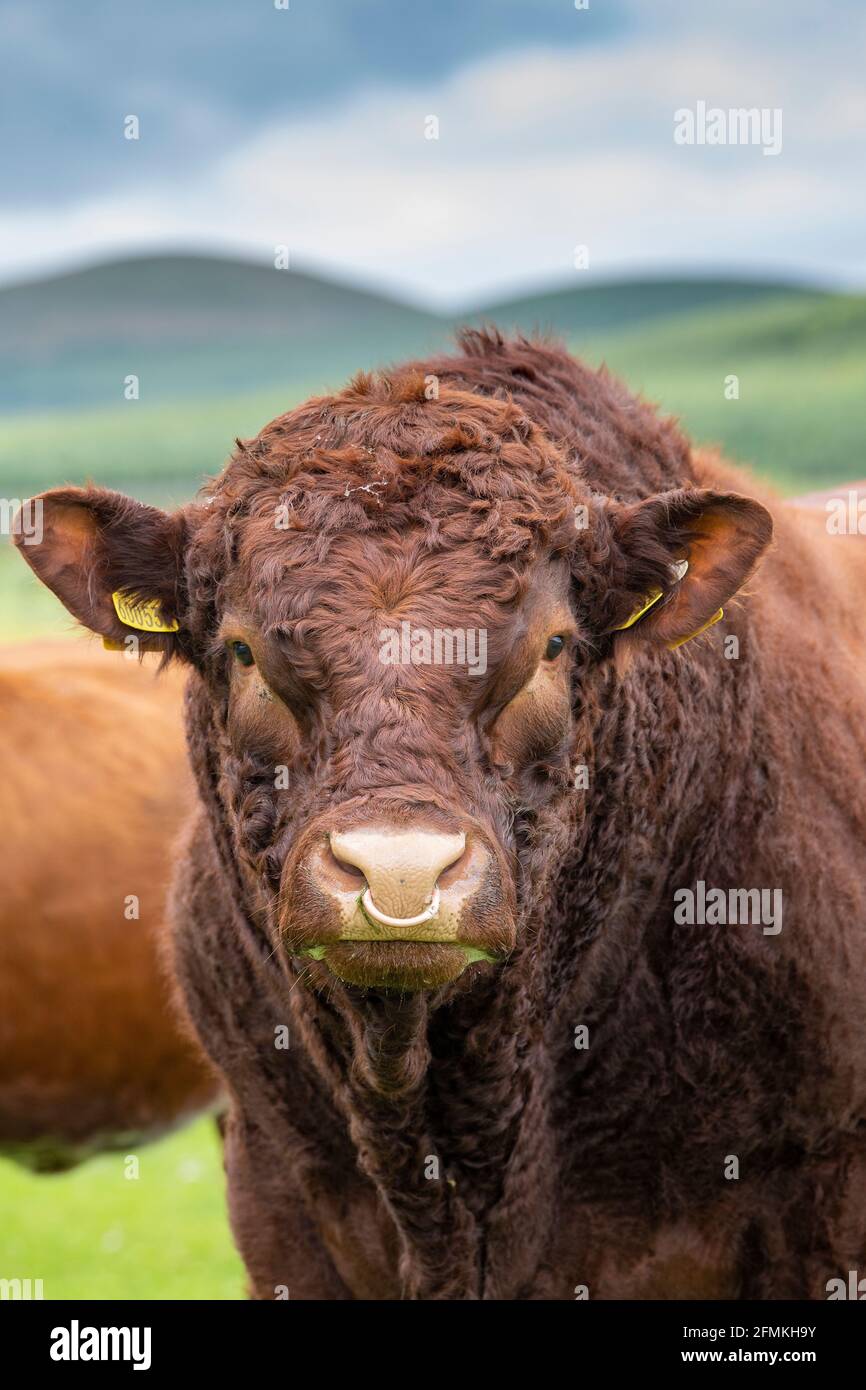 Luing bull in upland pasture, Elvanfoot, Biggar, Scotland, UK Stock ...