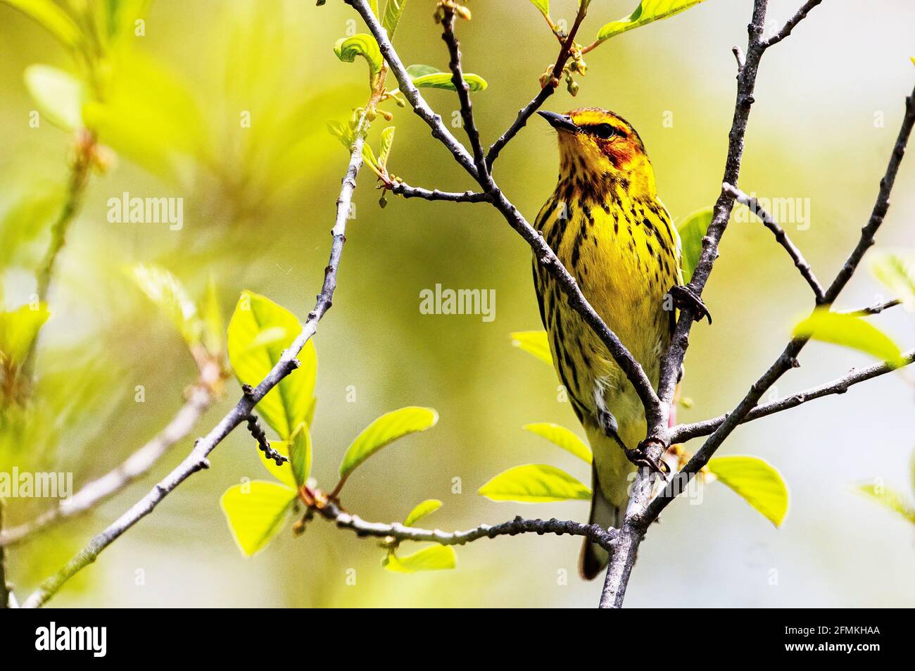 Cape May warbler during spring migration Stock Photo - Alamy