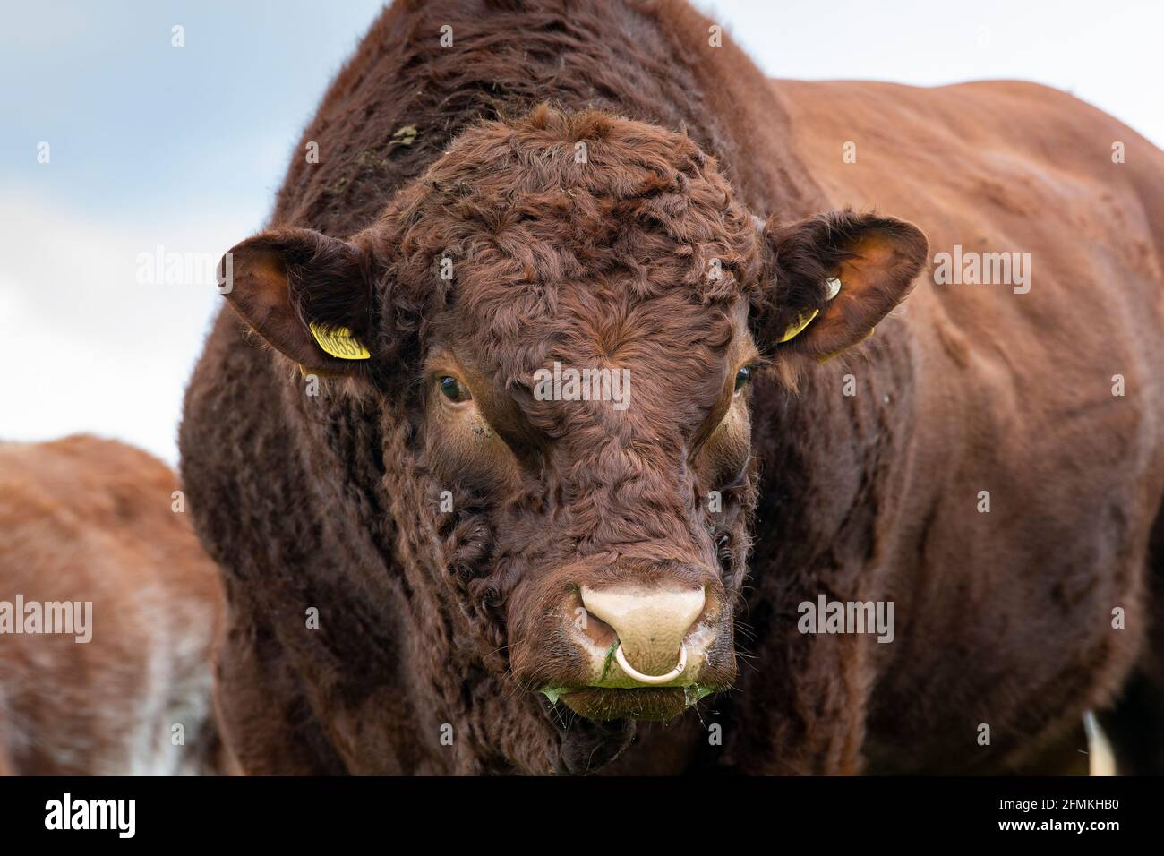 Luing bull in upland pasture, Elvanfoot, Biggar, Scotland, UK Stock ...