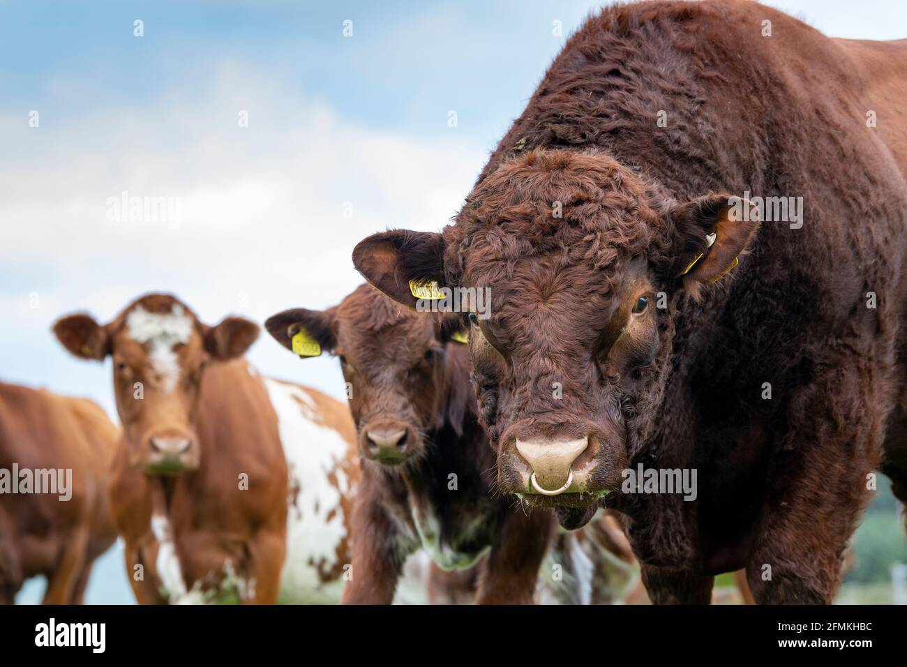 Luing bull in field with his herd of cows. Scotland, UK Stock Photo - Alamy