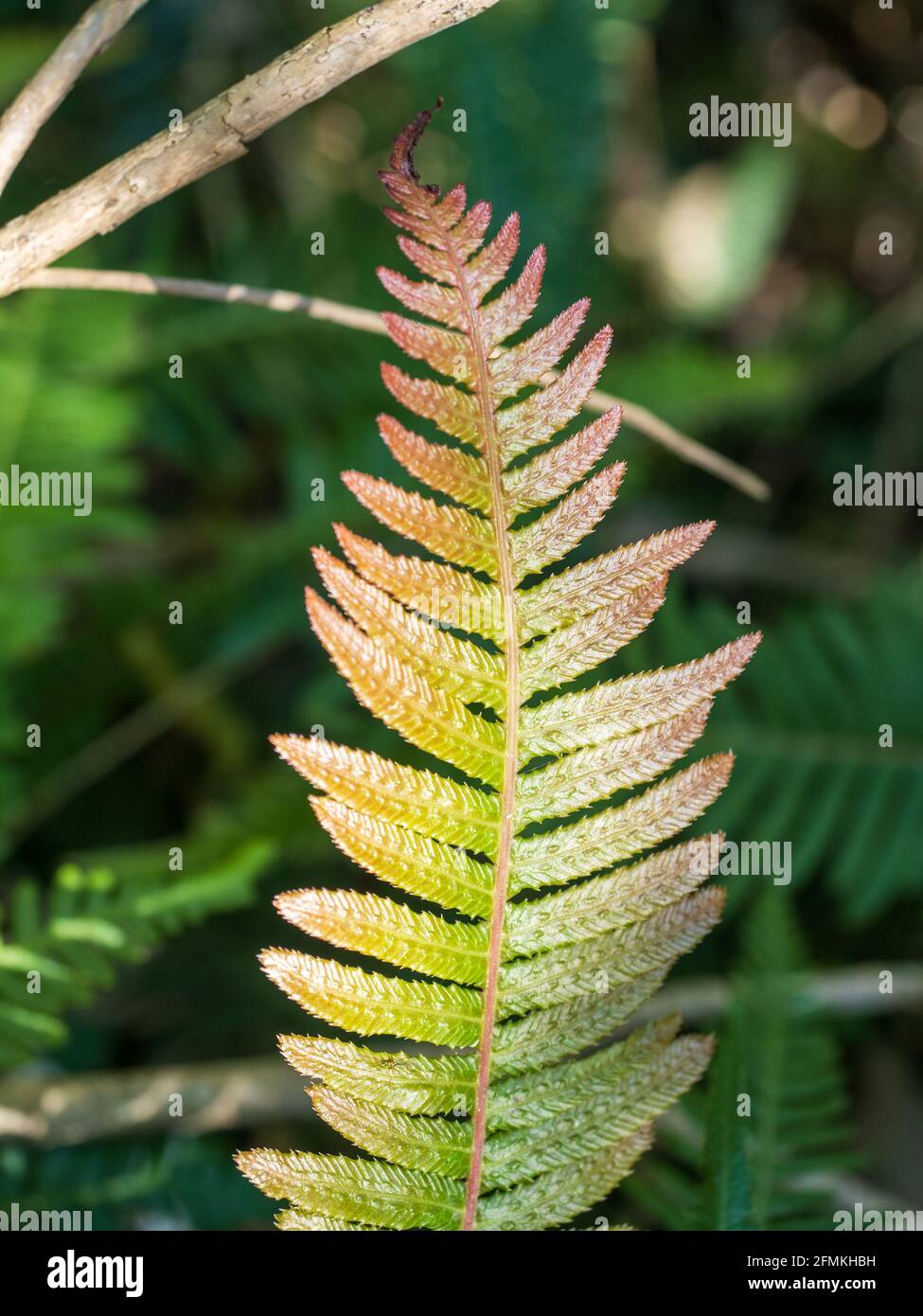 Pukupuku Rasp Fern (Blechnum parrisiae Stock Photo - Alamy
