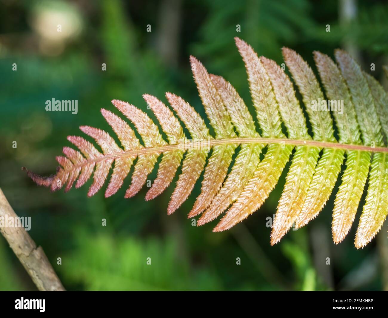 Pukupuku Rasp Fern (Blechnum parrisiae Stock Photo - Alamy