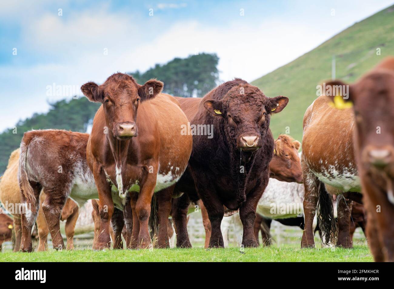 Bull with calves uk hi-res stock photography and images - Alamy