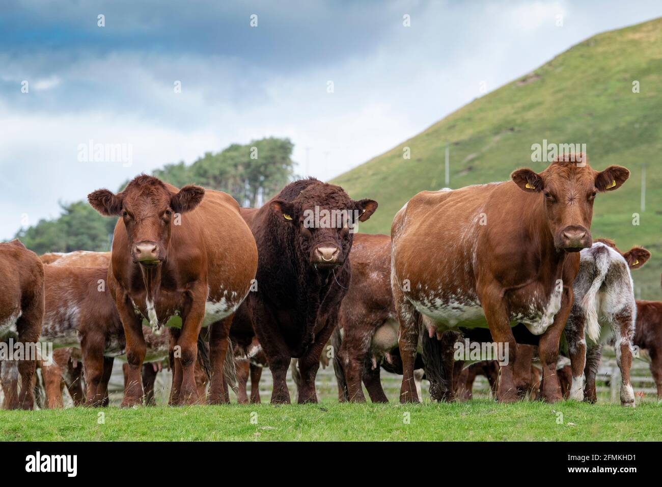 Luing bull in field with his herd of cows. Scotland, UK Stock Photo - Alamy