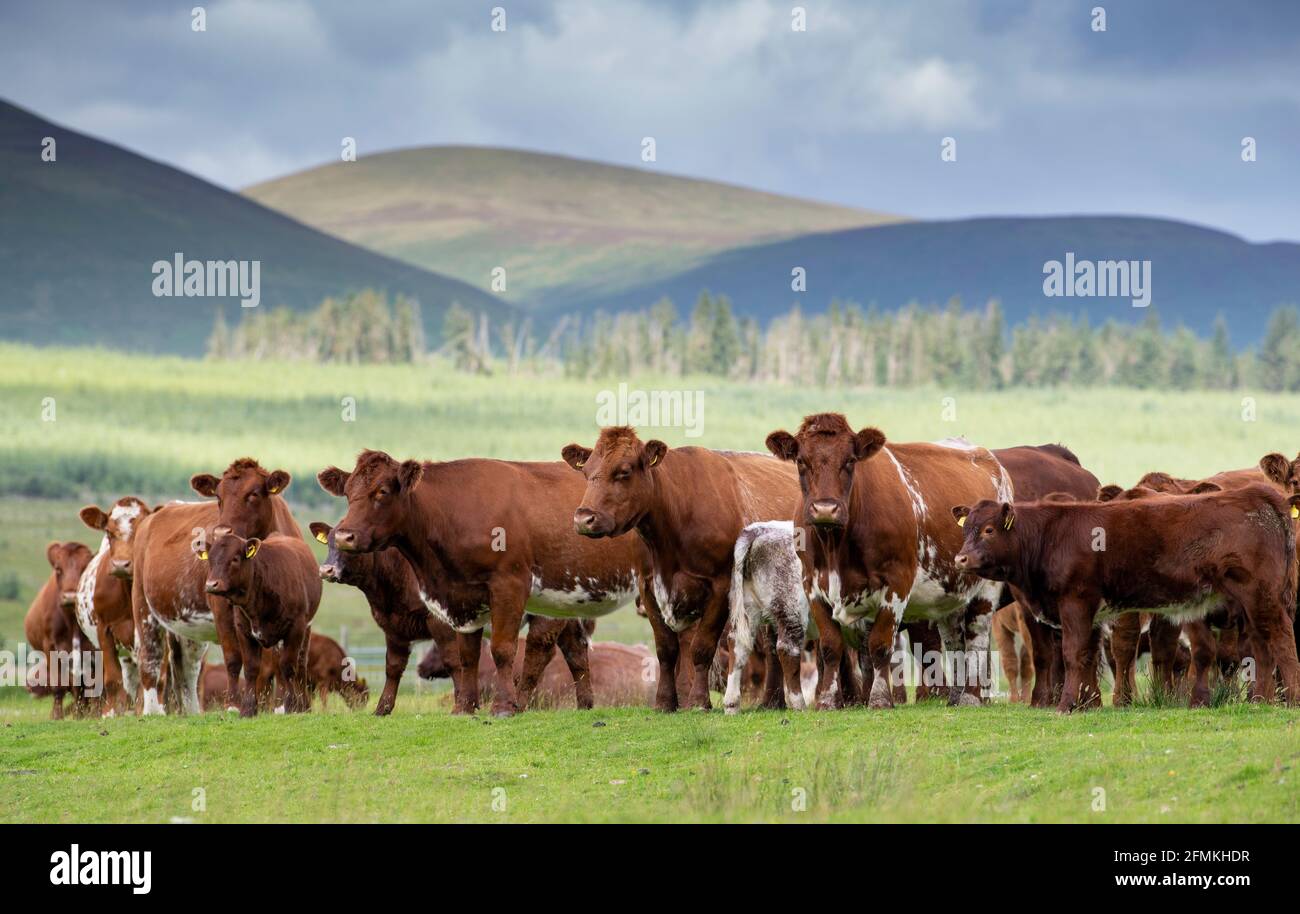 Beef cattle scotland farm pedigree livestock uk hi-res stock ...