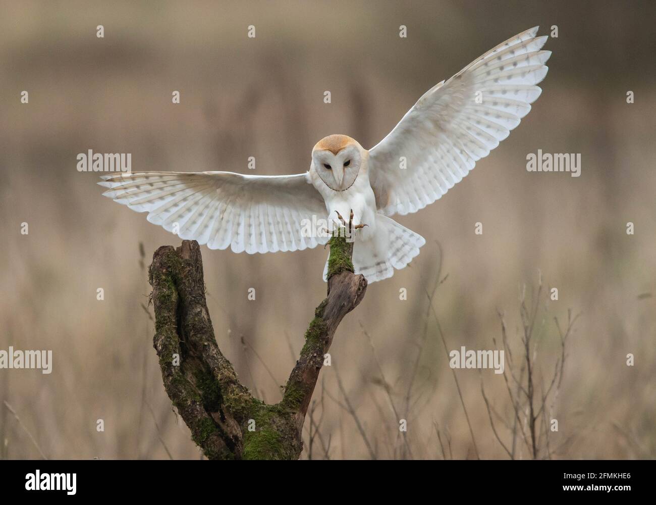 Barn Owl Wingspan