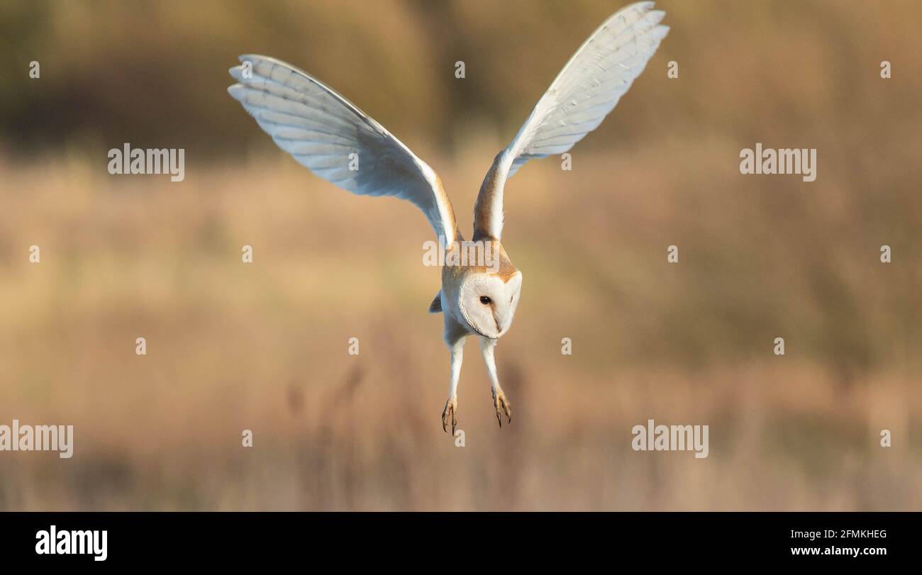 The barn owl is a resident of the UK's countryside. SEFTON, UK: A BRIT ...