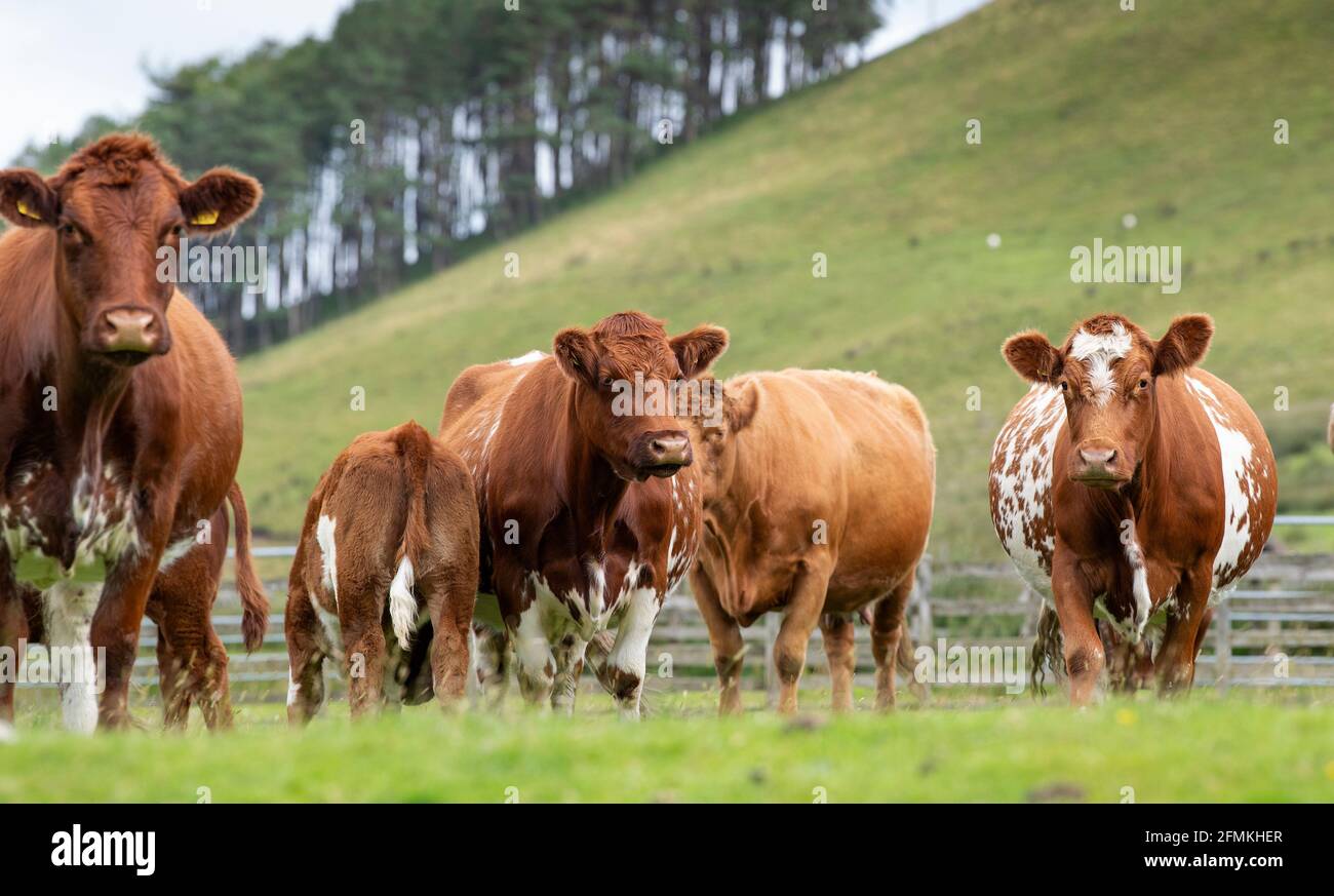 Scotland suckler beef cow hi-res stock photography and images - Alamy