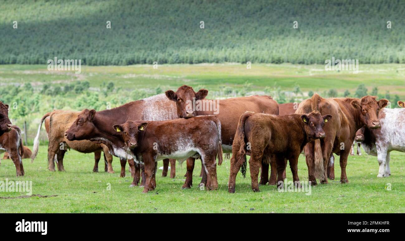 Scotland suckler beef cow hi-res stock photography and images - Alamy