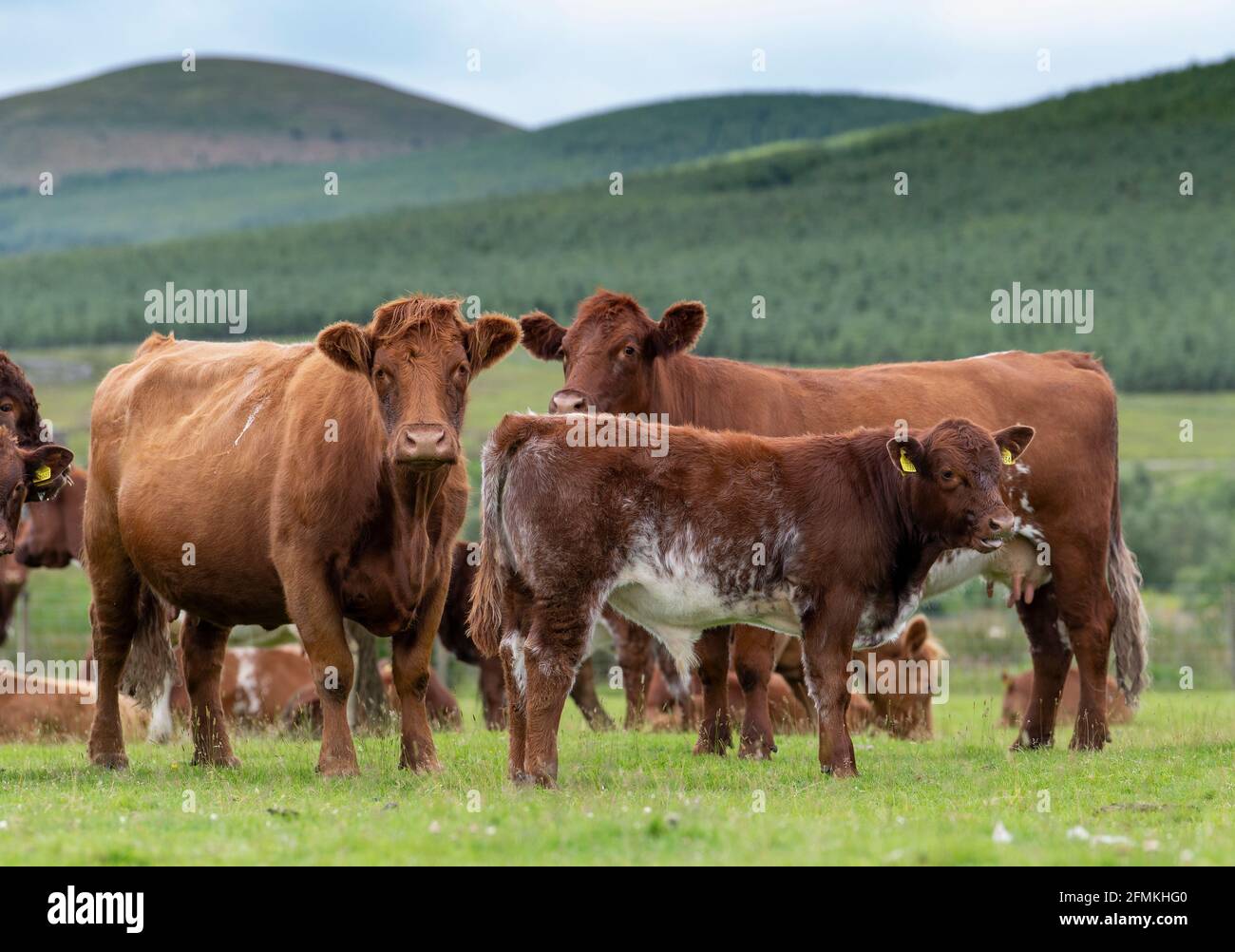 Scotland suckler beef cow hi-res stock photography and images - Alamy