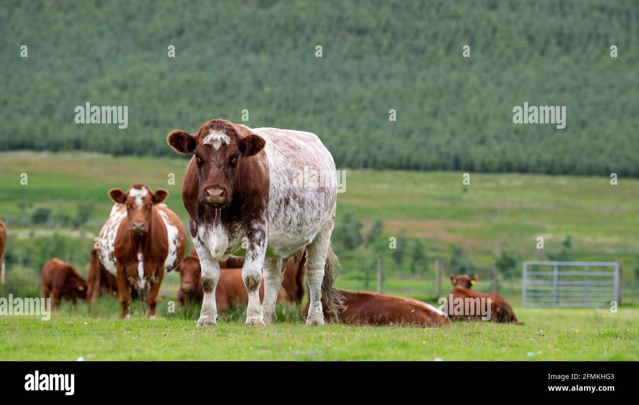 Beef cattle scotland farm pedigree livestock uk hi-res stock ...