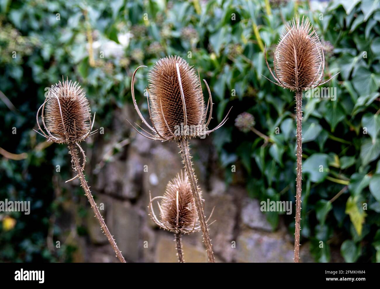 Teasel plants hi-res stock photography and images - Alamy