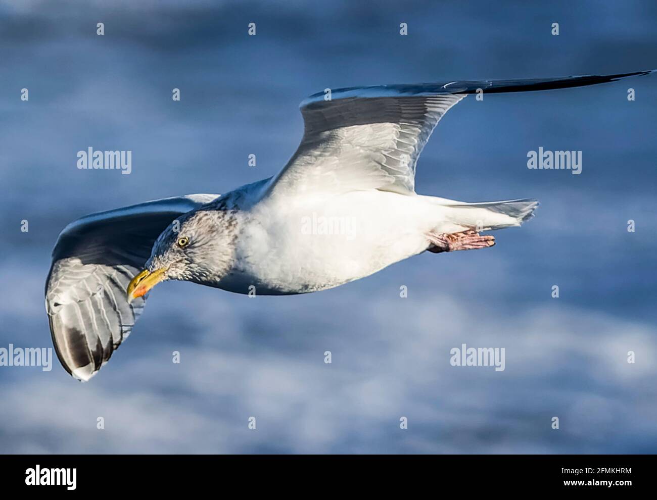 Seabird in flight hi-res stock photography and images - Alamy