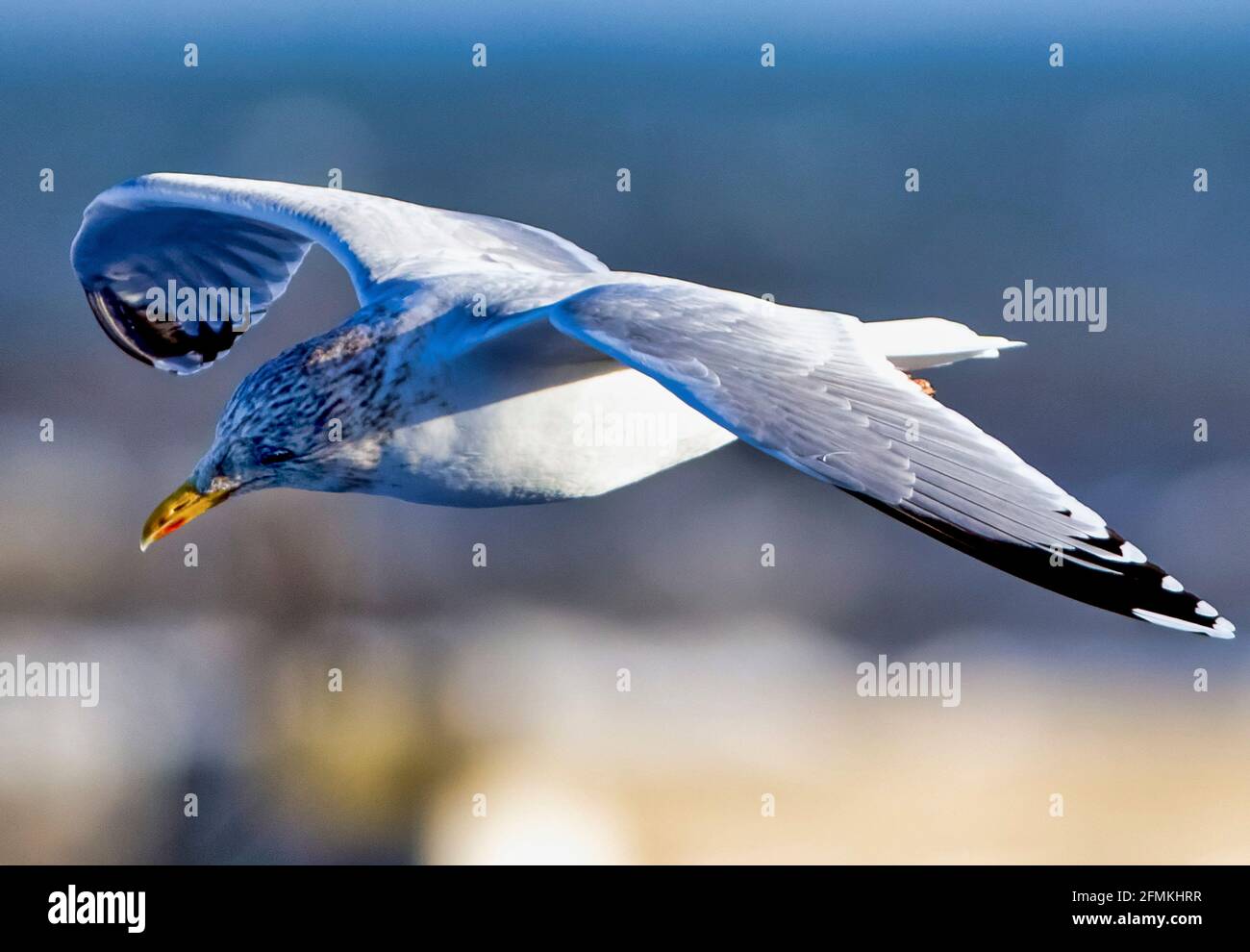 Seabird in flight in a winter sky Stock Photo - Alamy