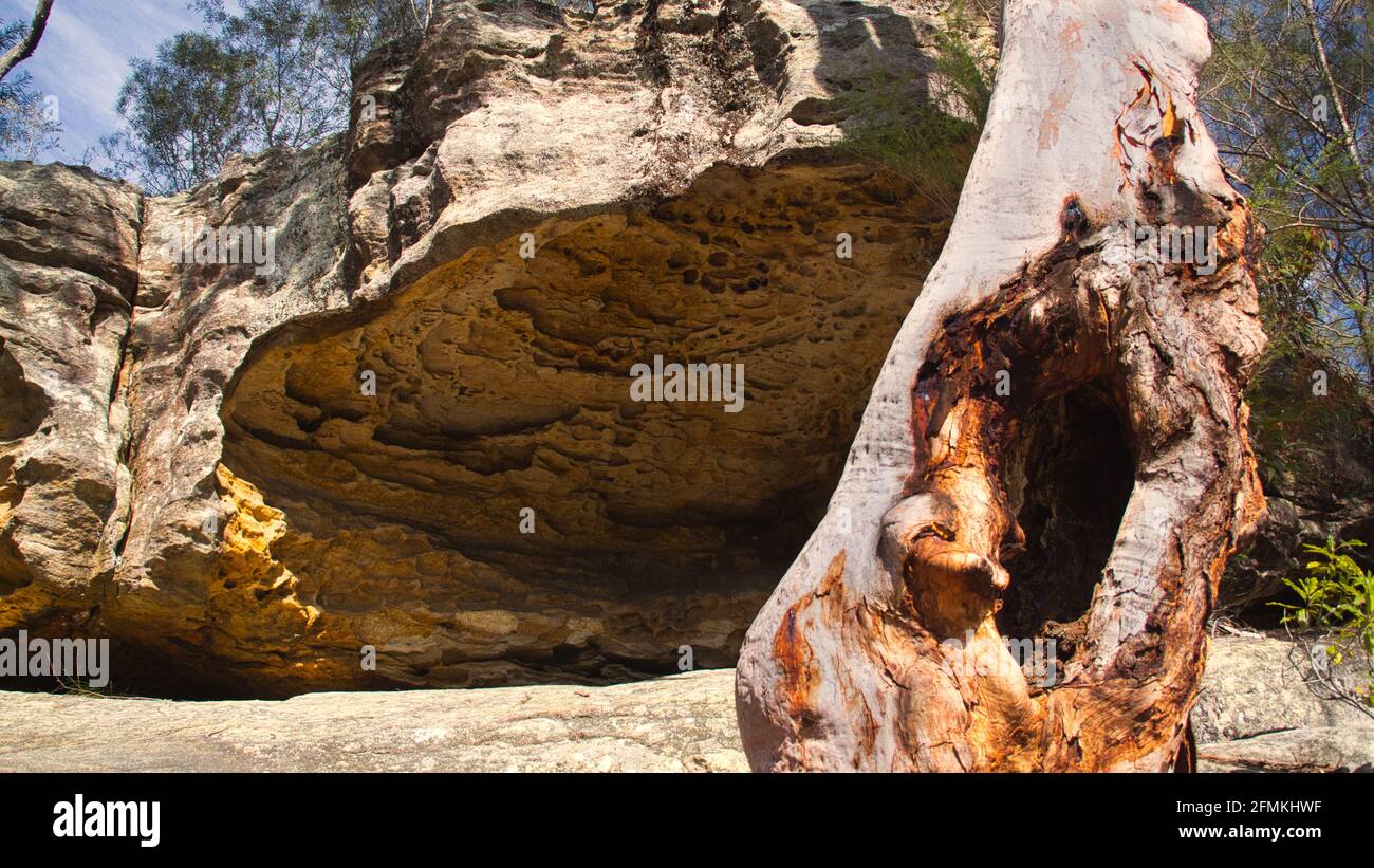 Closeup shot of tree trunk against a cave with multiple ceiling holes ...