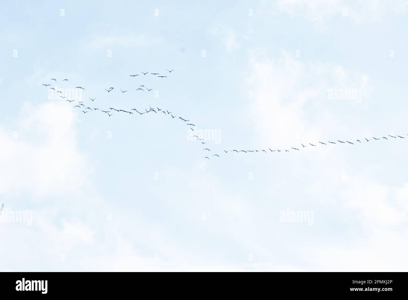 Scenic view of a bird flock flying on a blue sky background Stock Photo ...