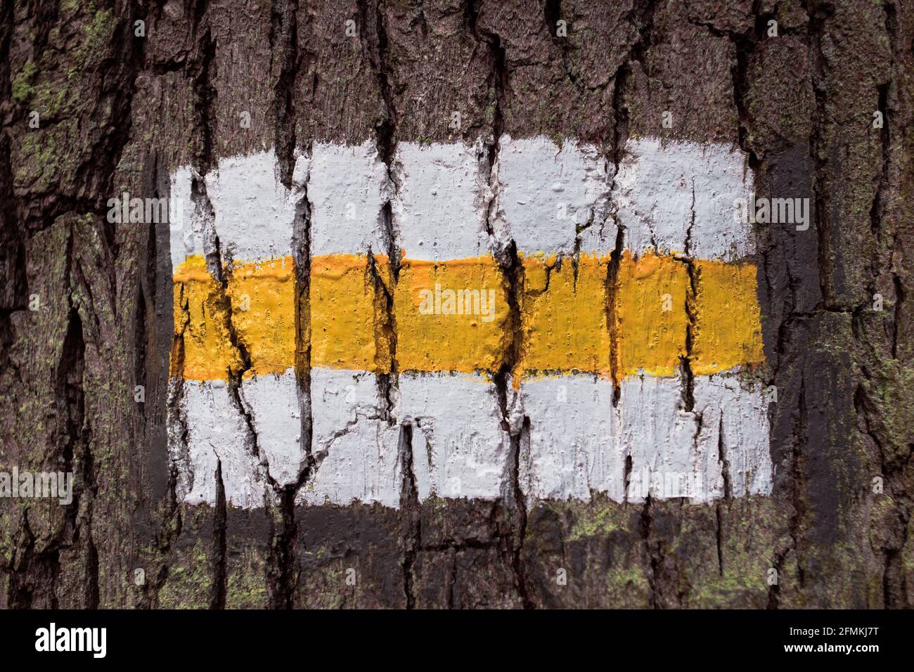 Painted white and yellow mark on the bark of a tree Stock Photo - Alamy
