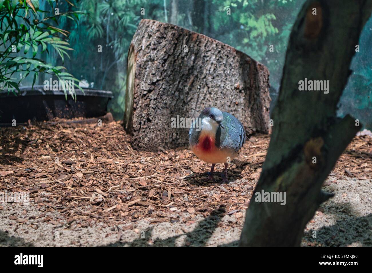 Bleeding heart dove in a natural environment Stock Photo - Alamy