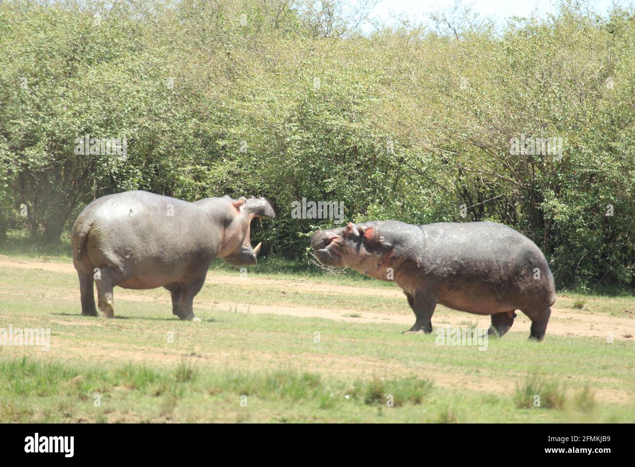 KENYA: ONE SNAPPER captured this epic battle between two EIGHT-THOUSAND ...